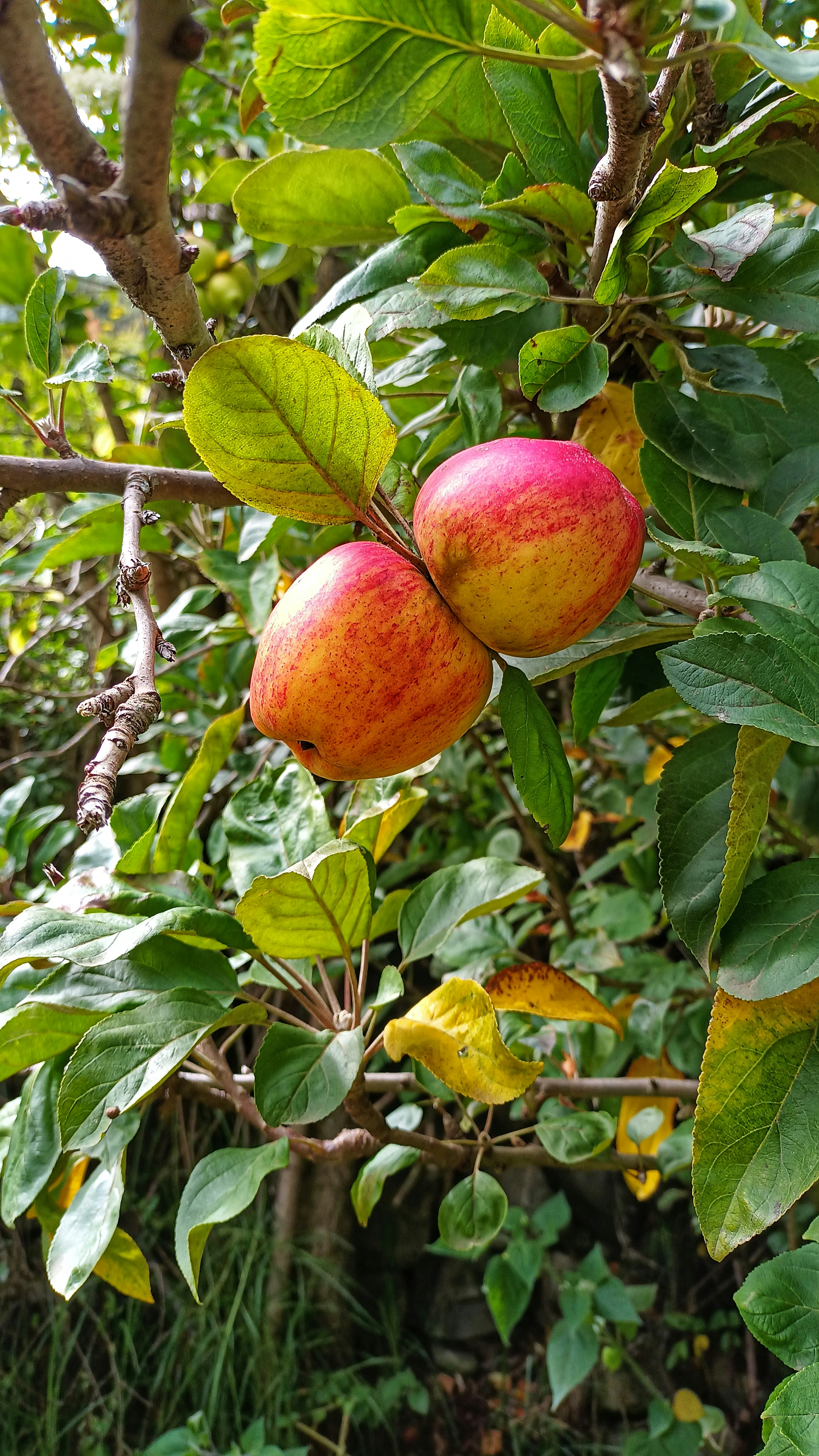 Photo by ROQUE PRINCIPE with Moto G50