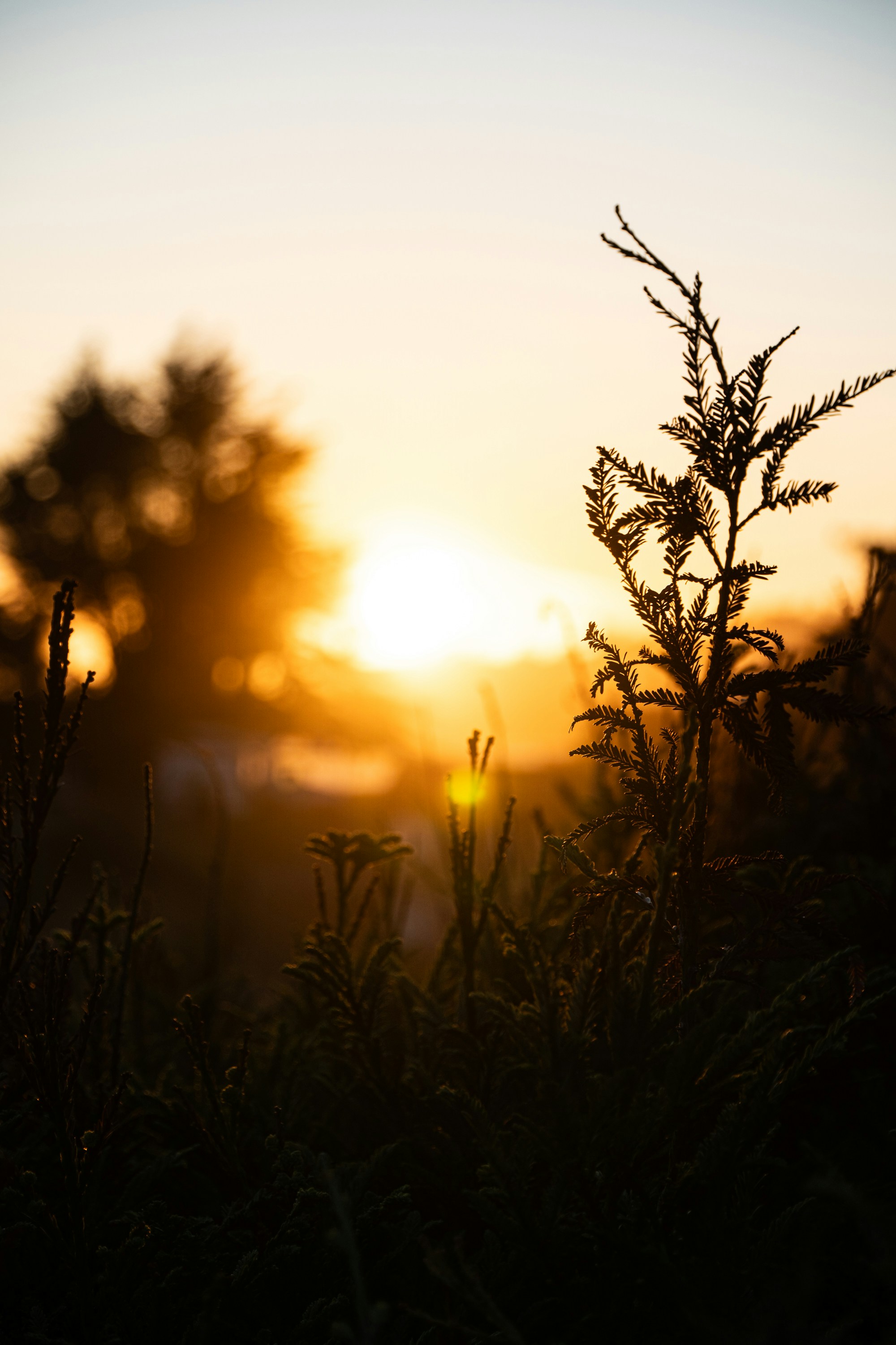 The sun is setting over a field of grass photo – Free Nature Image on ...