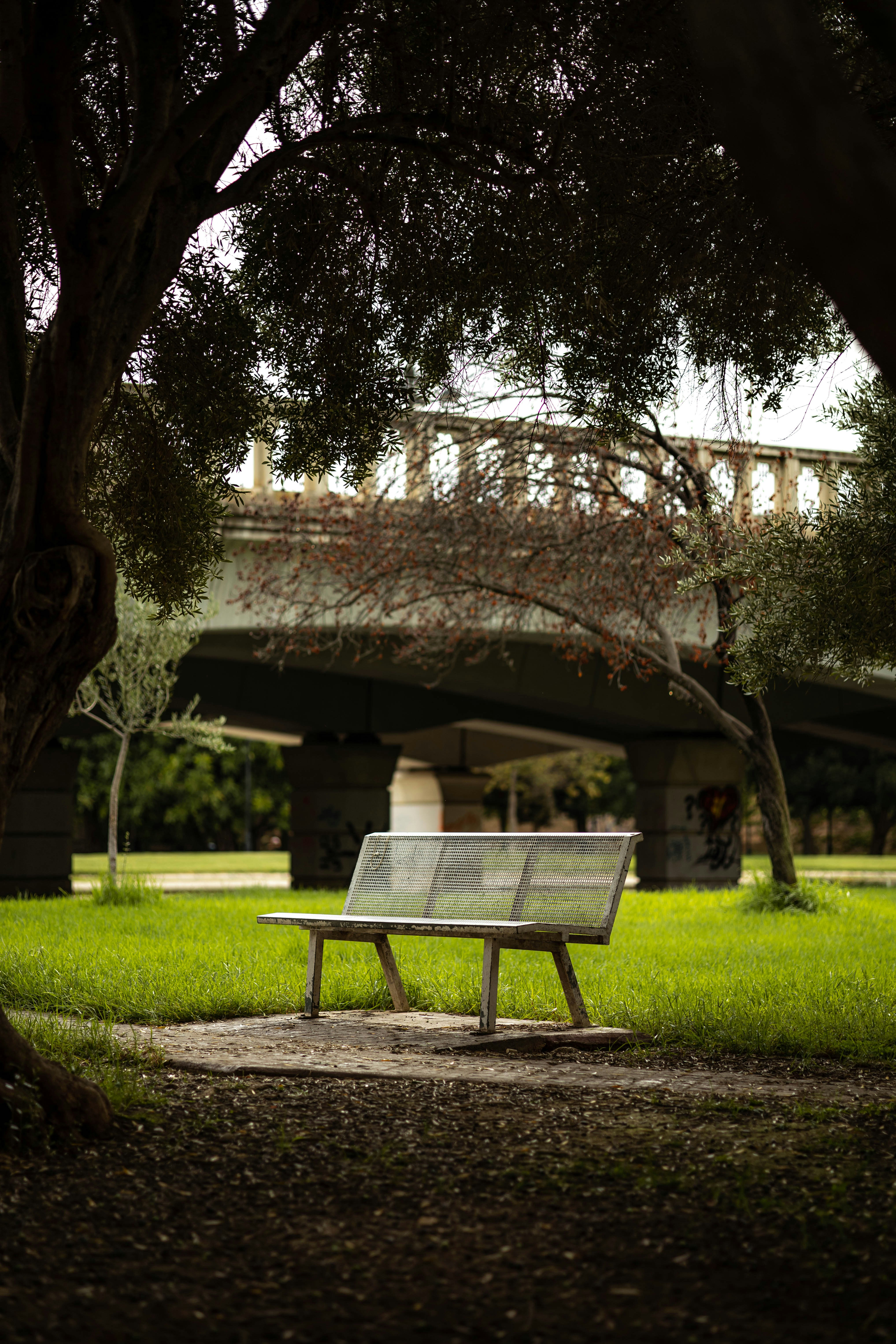 Sunlit Bench Beneath a Framing Tree