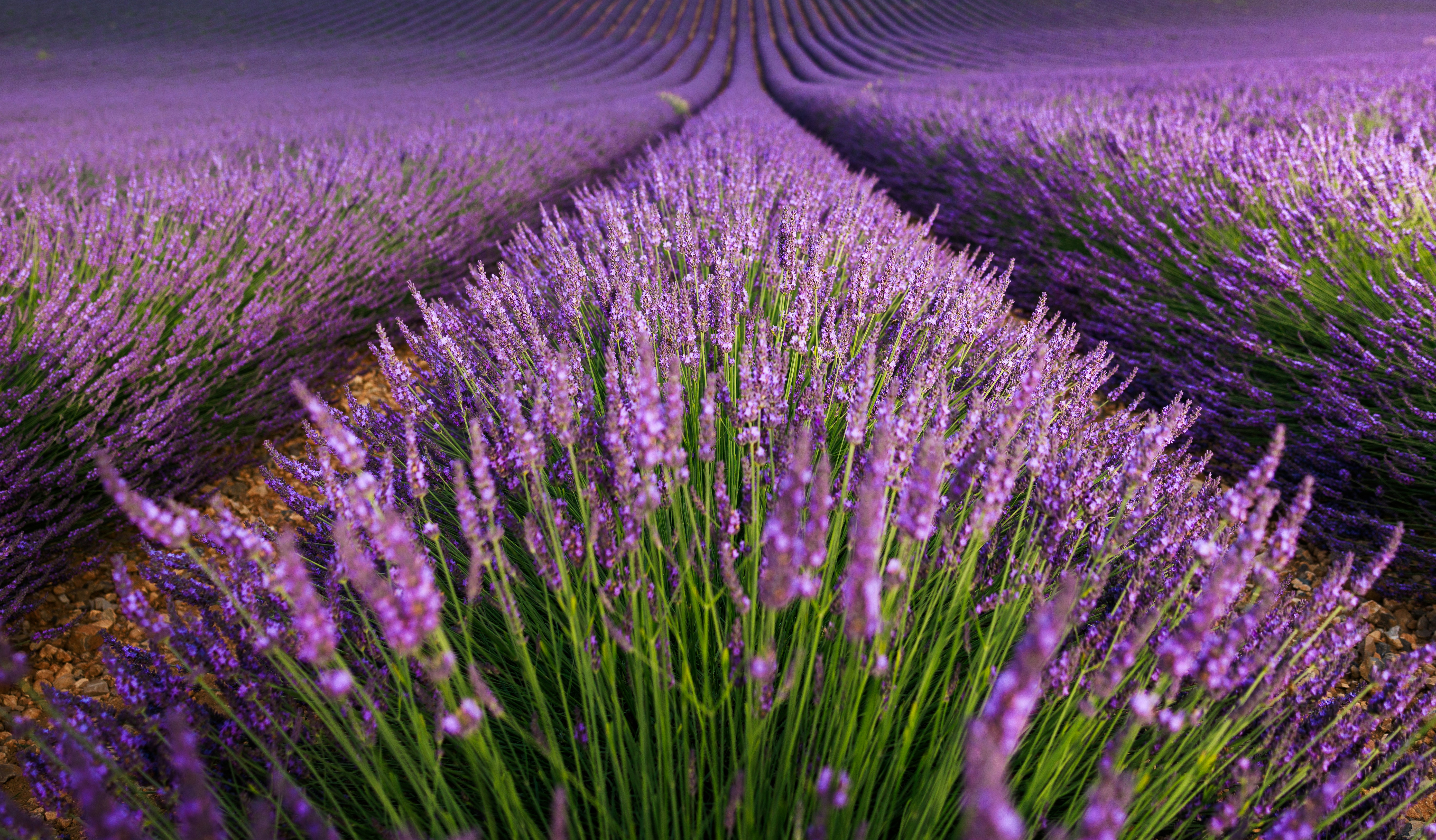 Vibrant rows of lavender stretch toward the horizon under soft, diffused light.