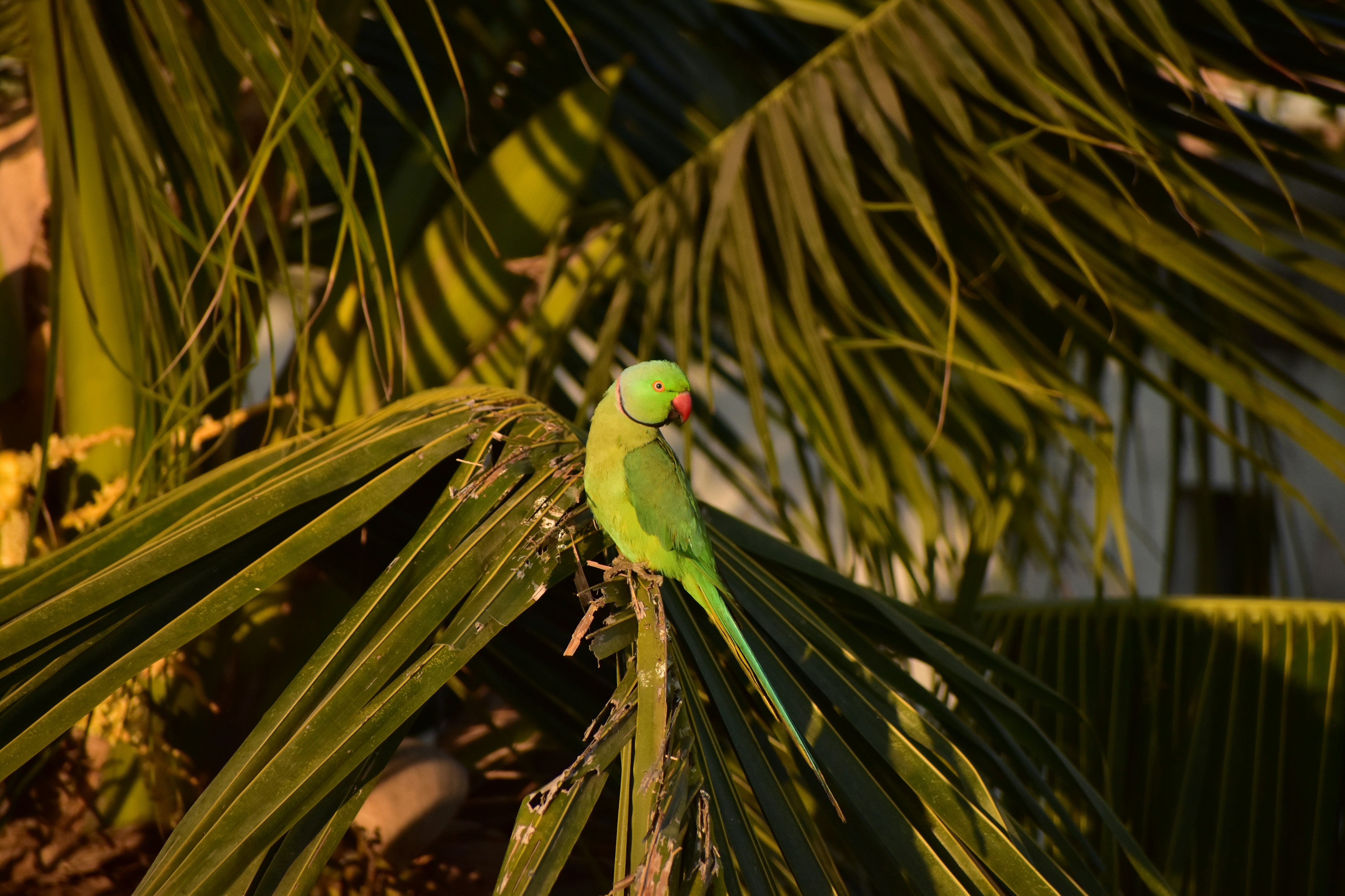 Emerald Parrot on a Sunlit Palm Crown