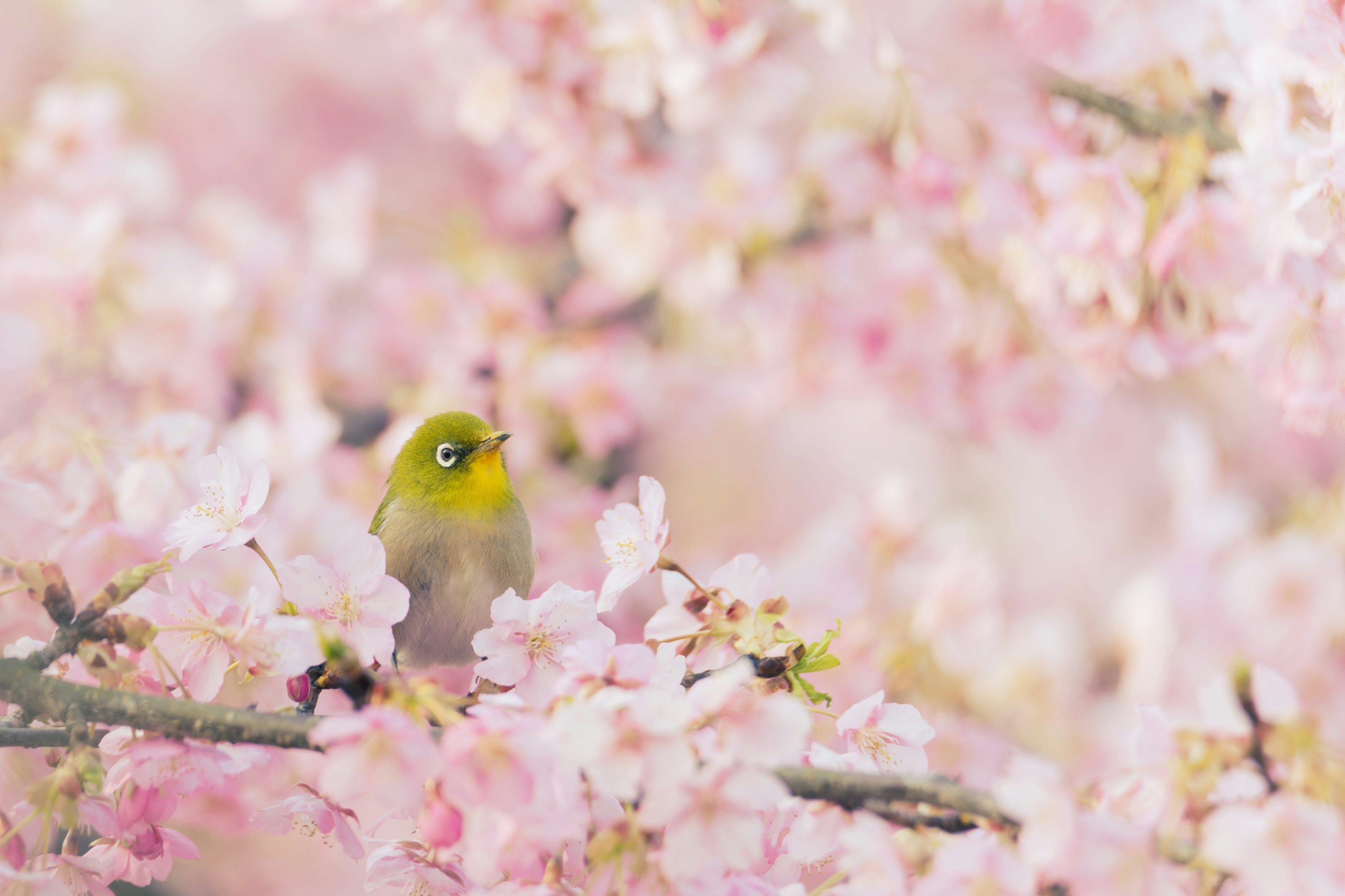 A small bird sitting on a branch of a tree photo – Free Animal Image on ...