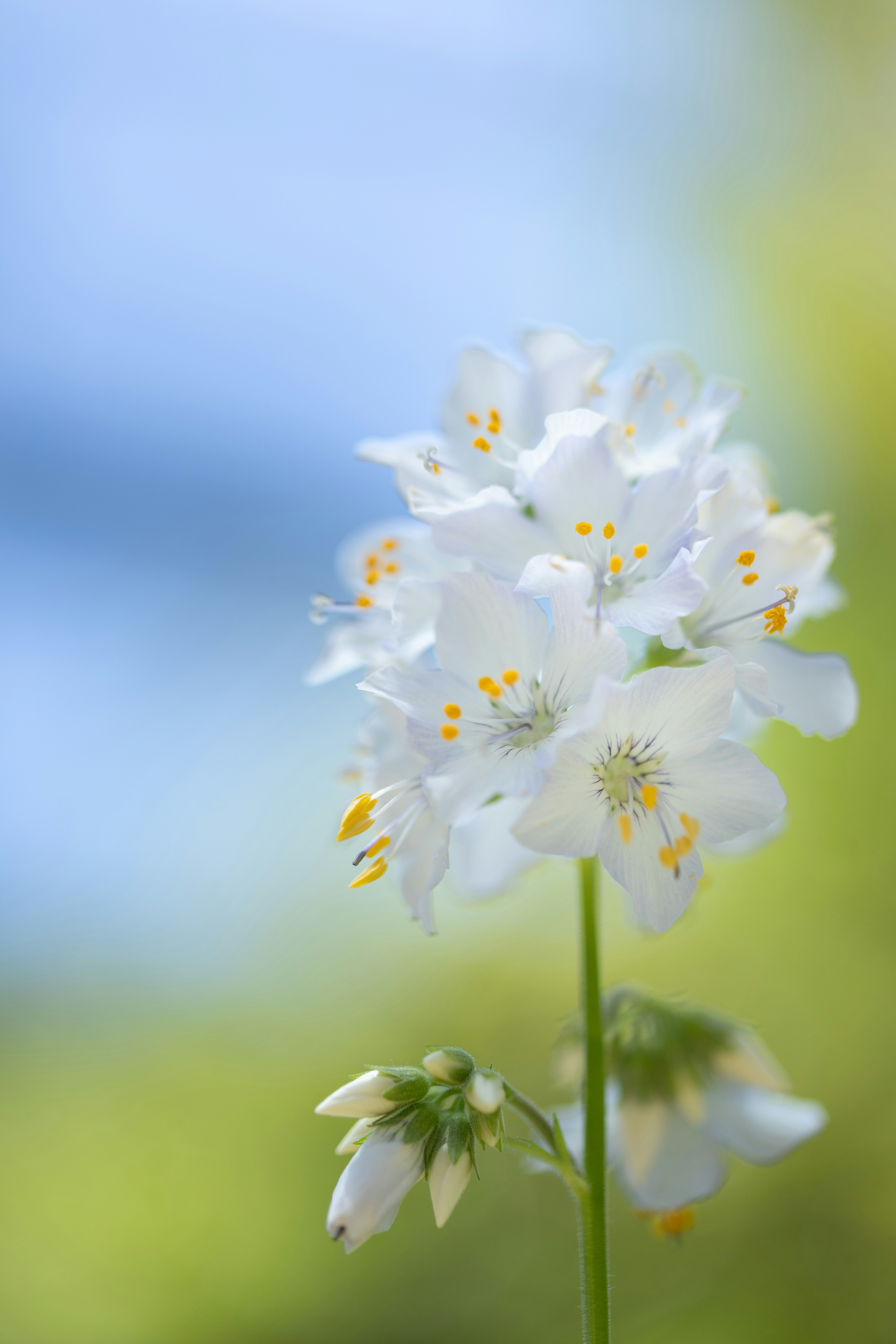 White blossoms in spring blur against a dreamy blue-green backdrop