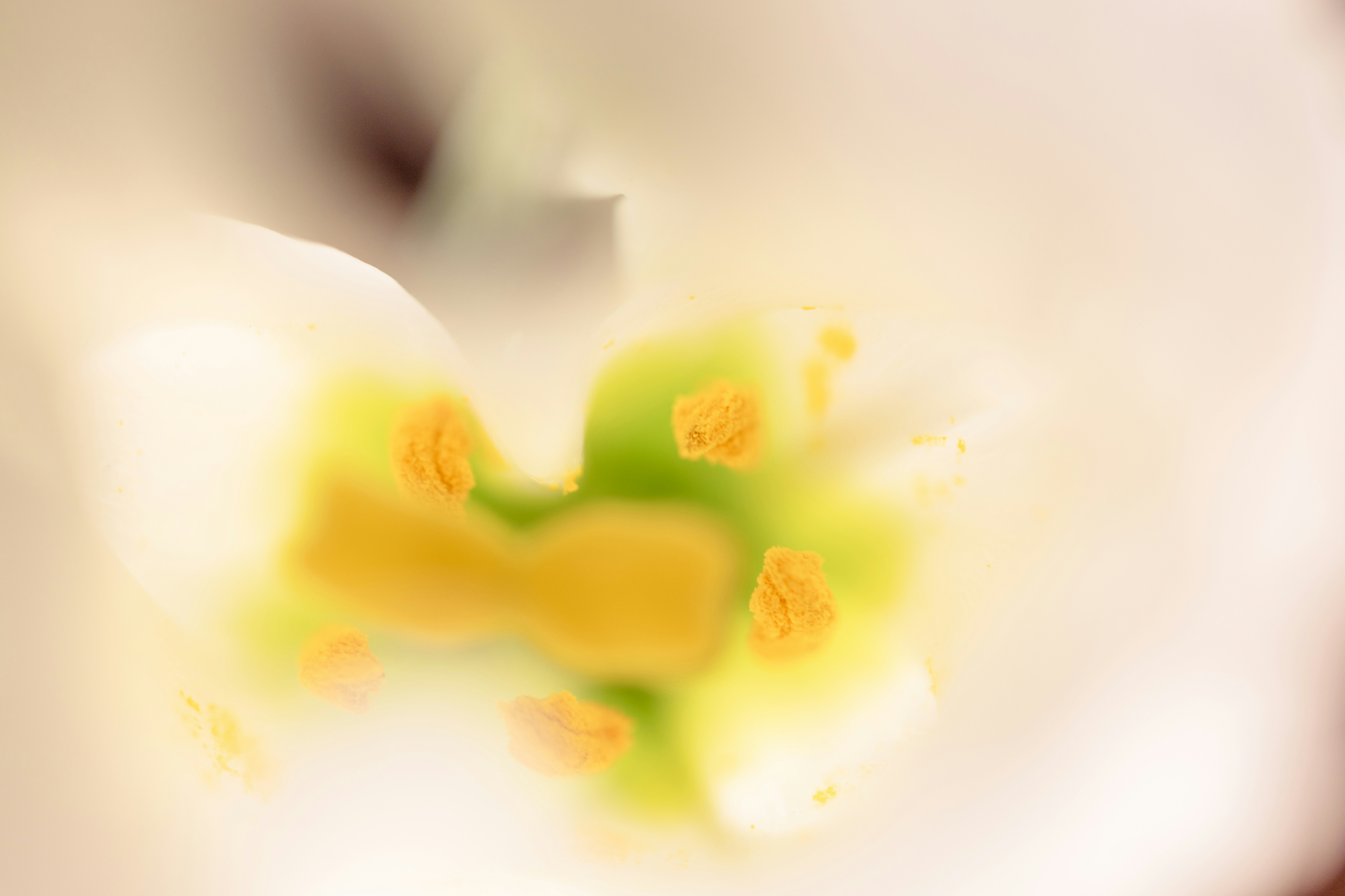 Whispering Core: Soft Macro of Pollen and Petals