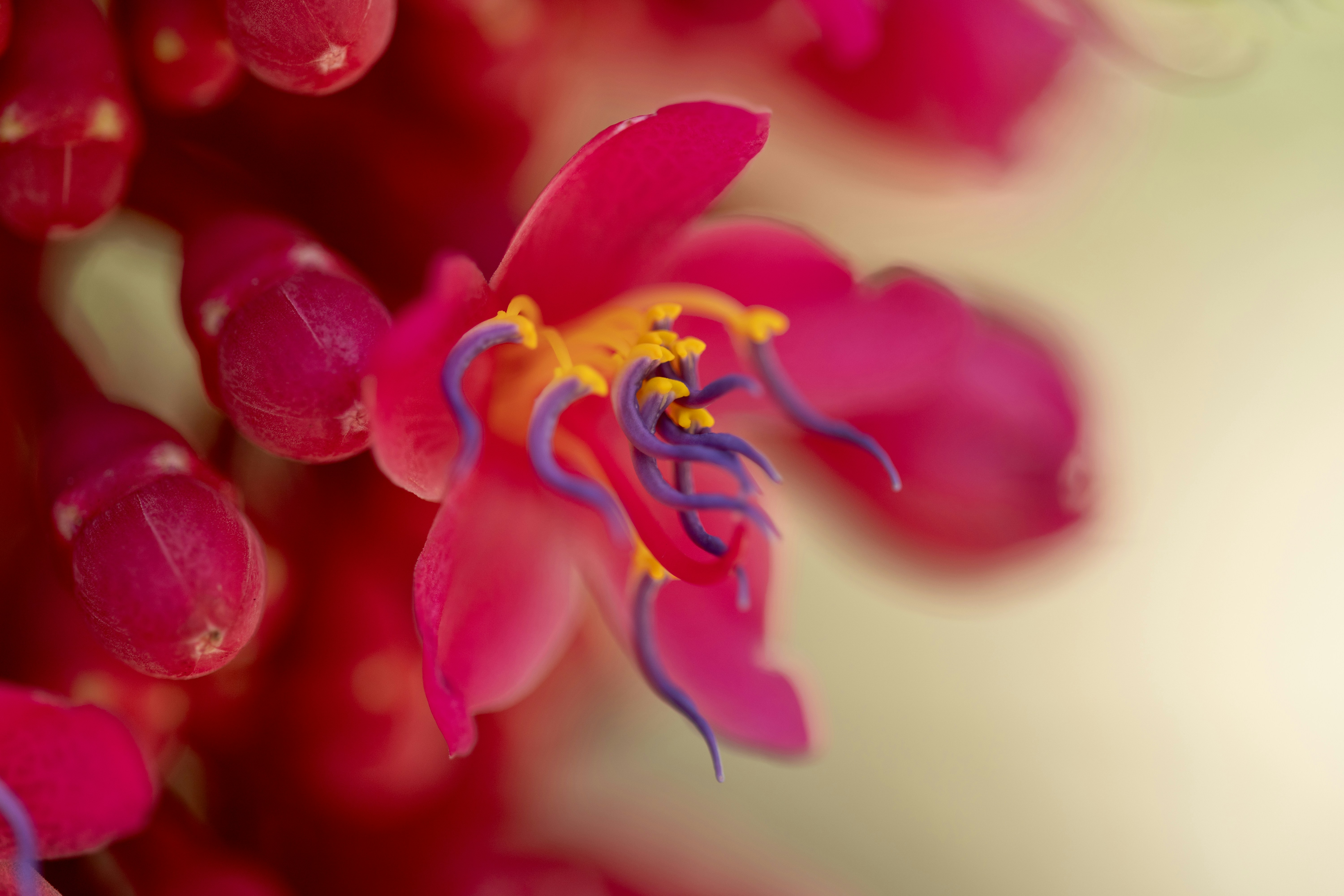 Velvet Pink Bloom: Indigo Threads in Sunlit Macro