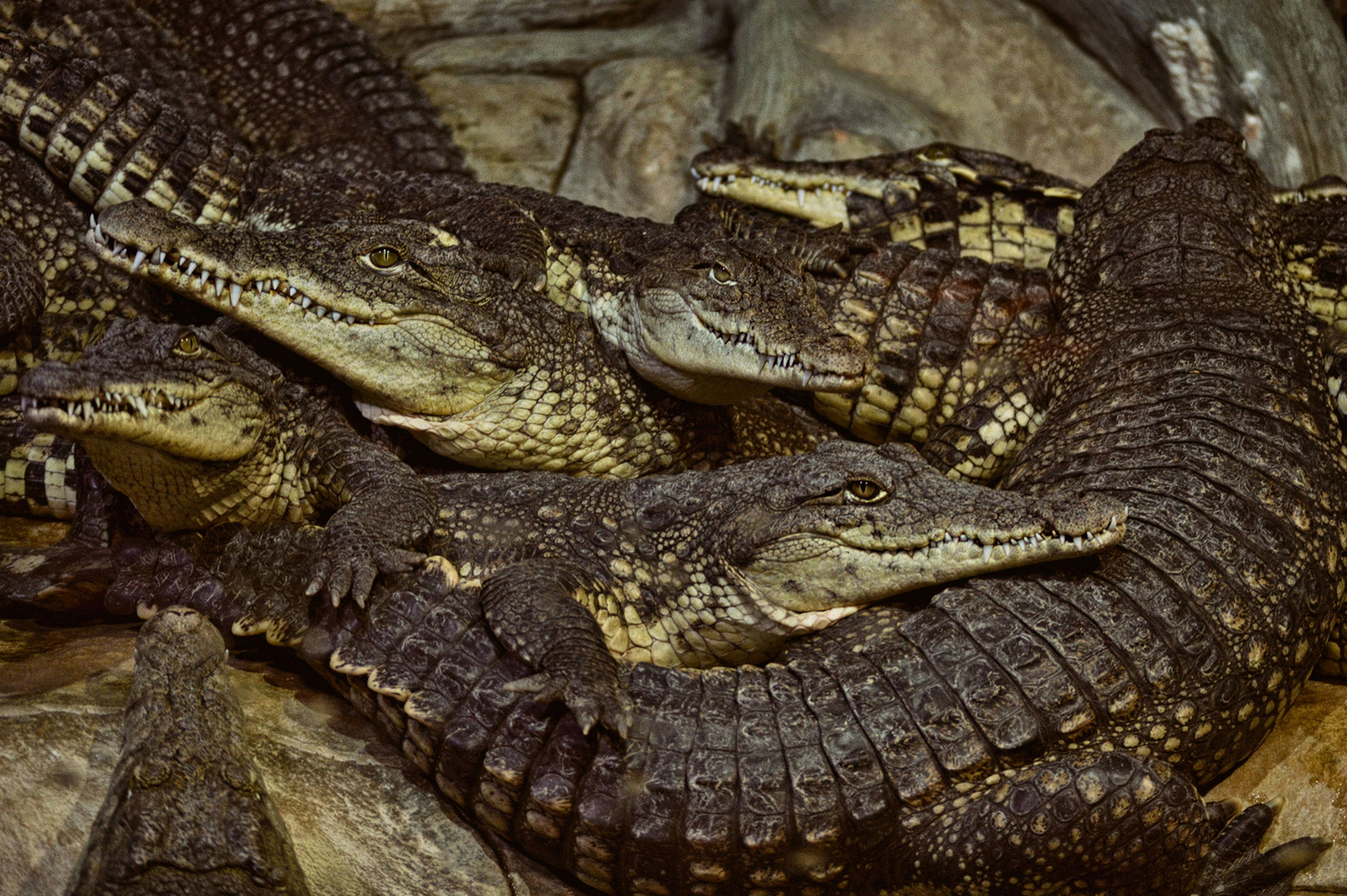 A group of alligators laying on top of a pile of rocks photo – Free ...