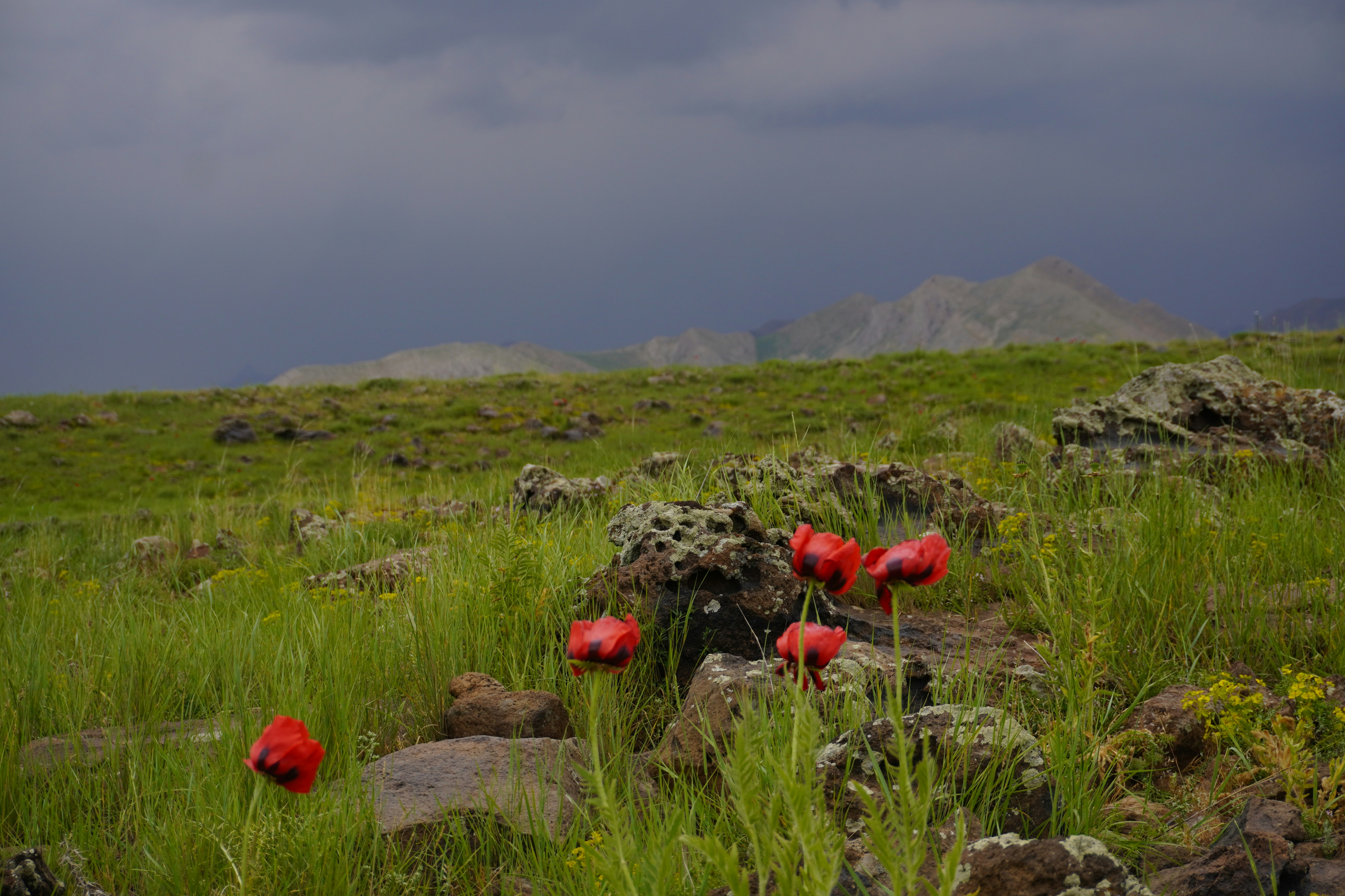 Scarlet Poppies Among Weathered Stones: A Moorland Portrait