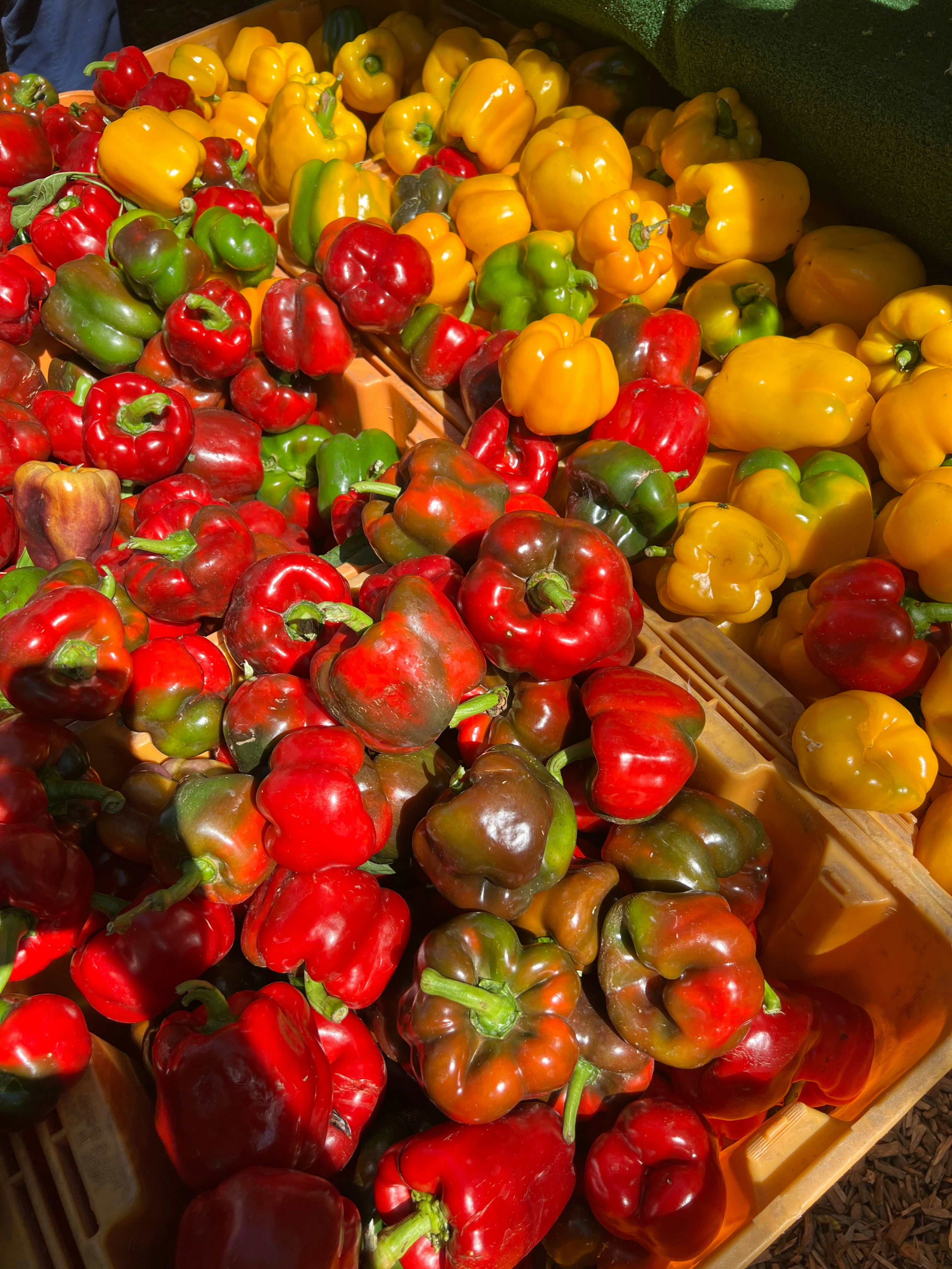 A bunch of peppers sitting on a table photo – Free Bell pepper Image on ...