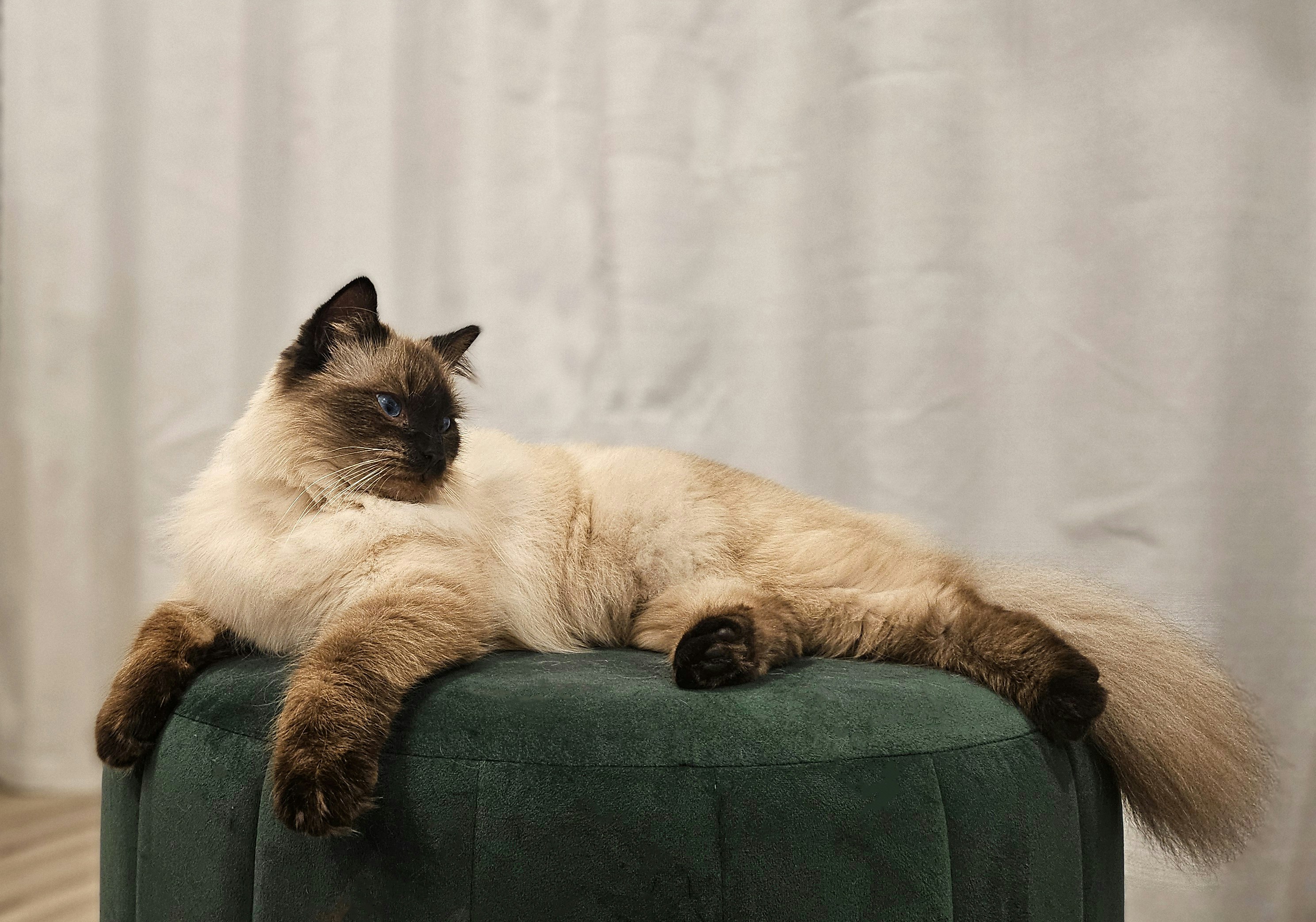 A fluffy cat lounges on a dark-green velvet ottoman indoors, eyes relaxed and paws draped, basking in soft indoor light.