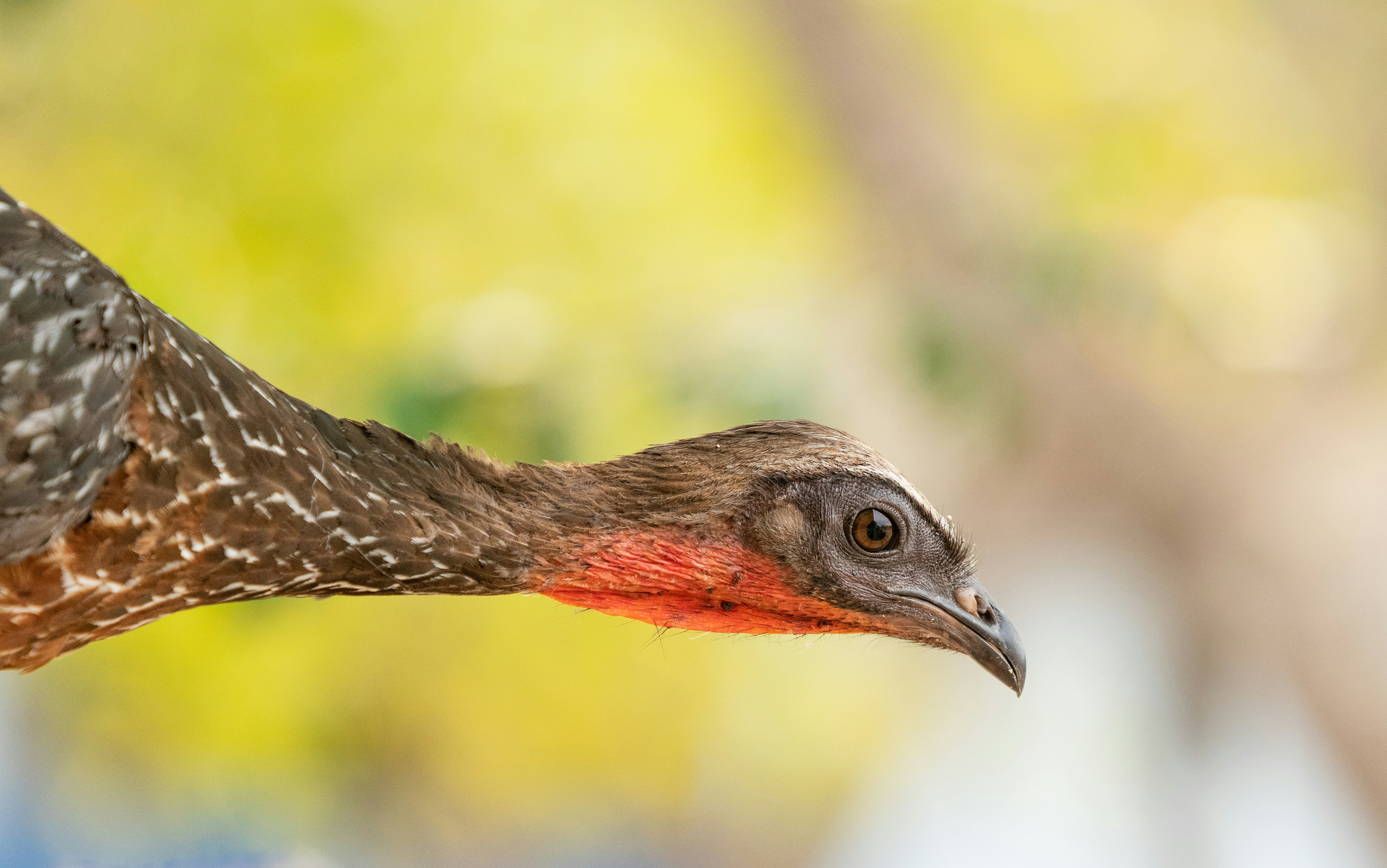 Red-Throated Profile: Close-Up of a Long-Necked Bird in Soft Spring Light