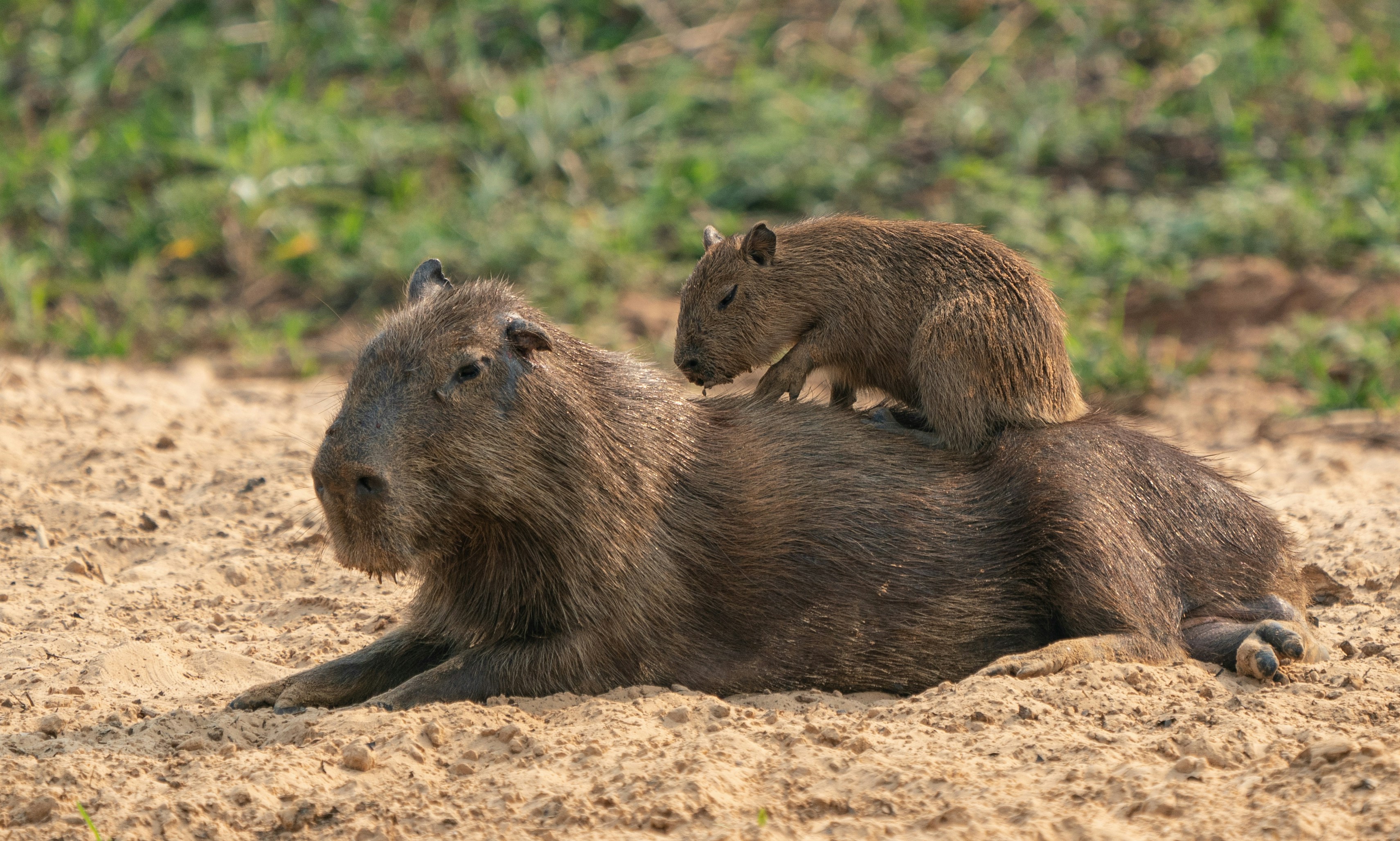 Grounded guardians: a mother capybara and a curious joey