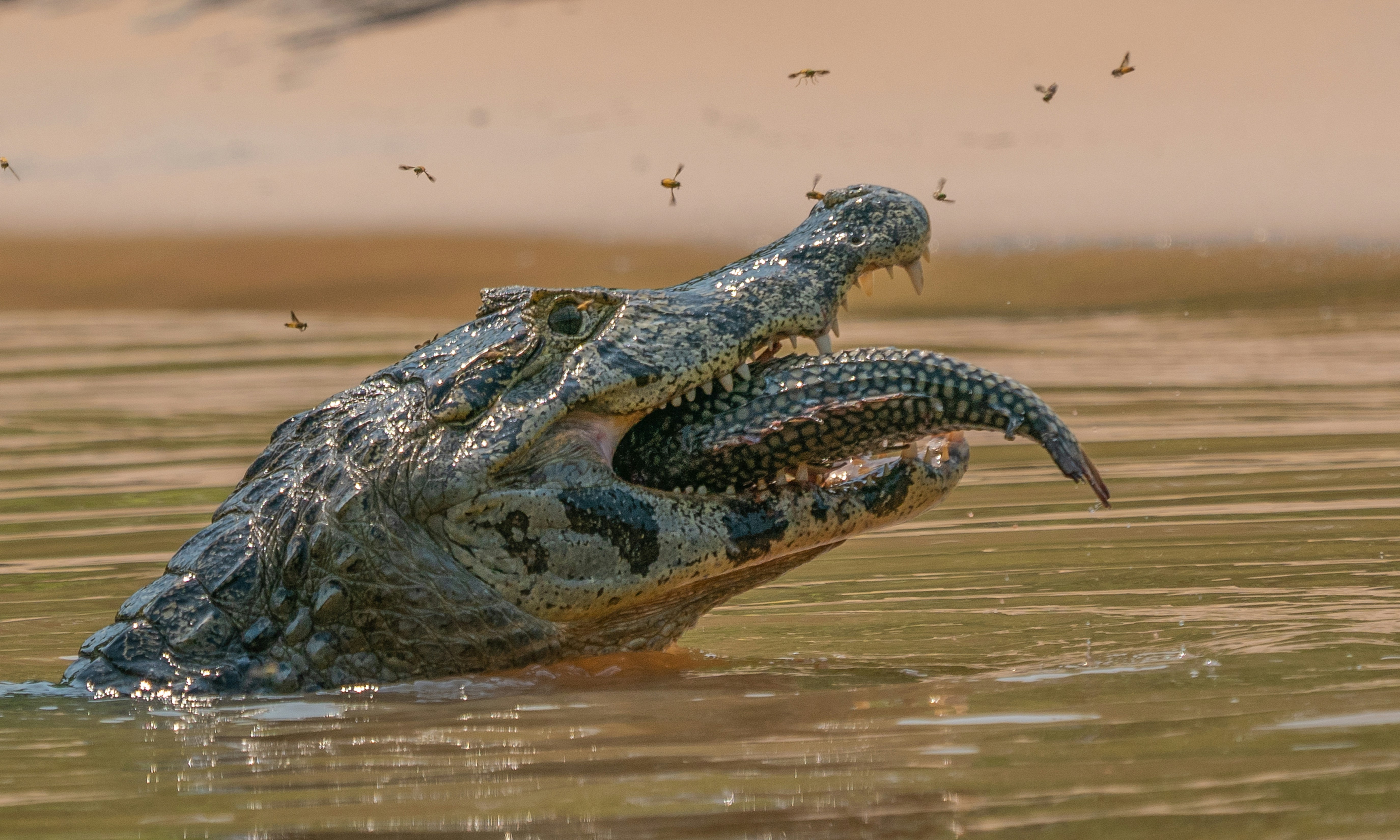 Jaws at the Surface: An Alligator Breaks Water as Birds Scatter