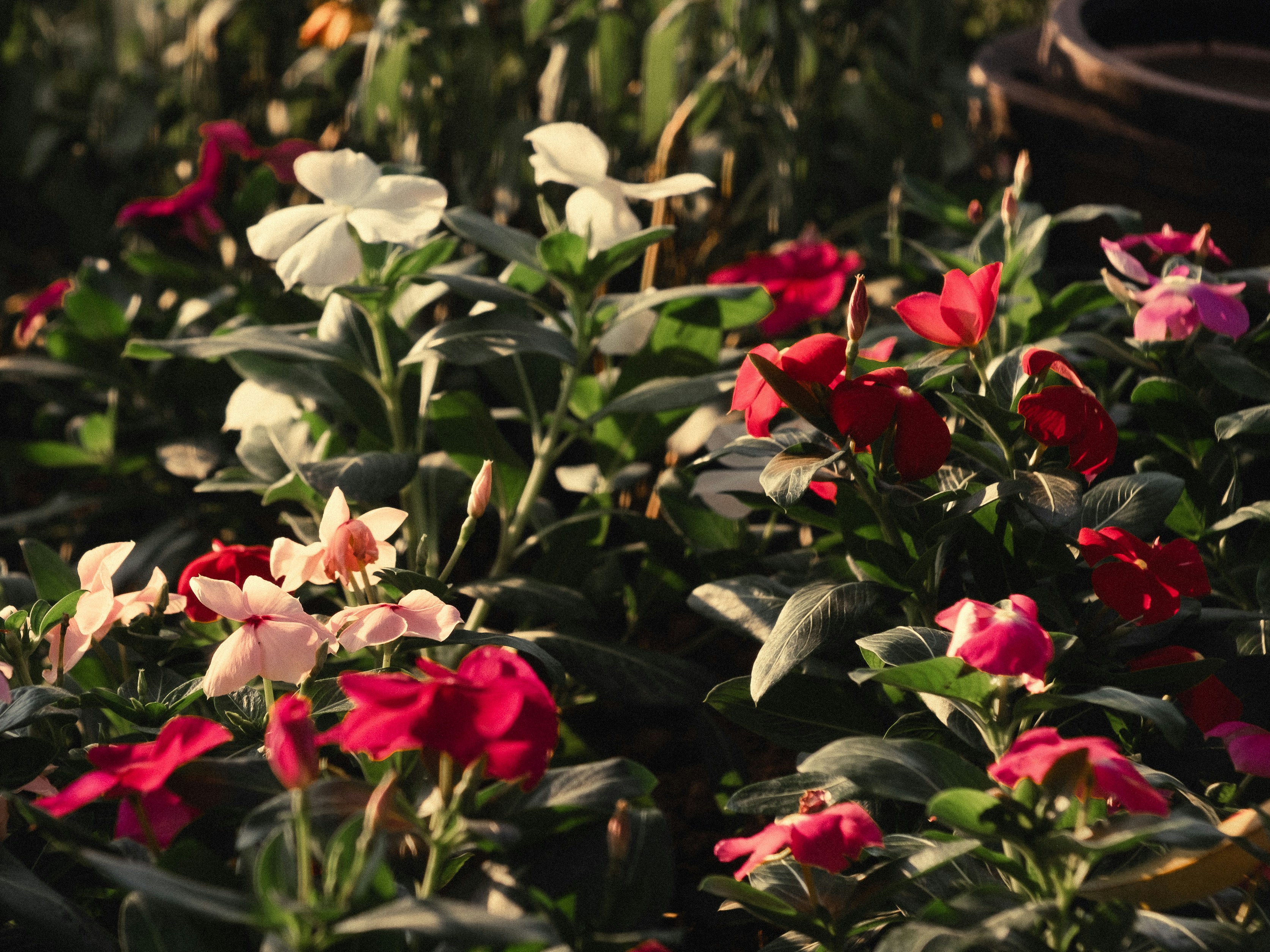 Sunlit Begonia Quilt in a Patch of Shade