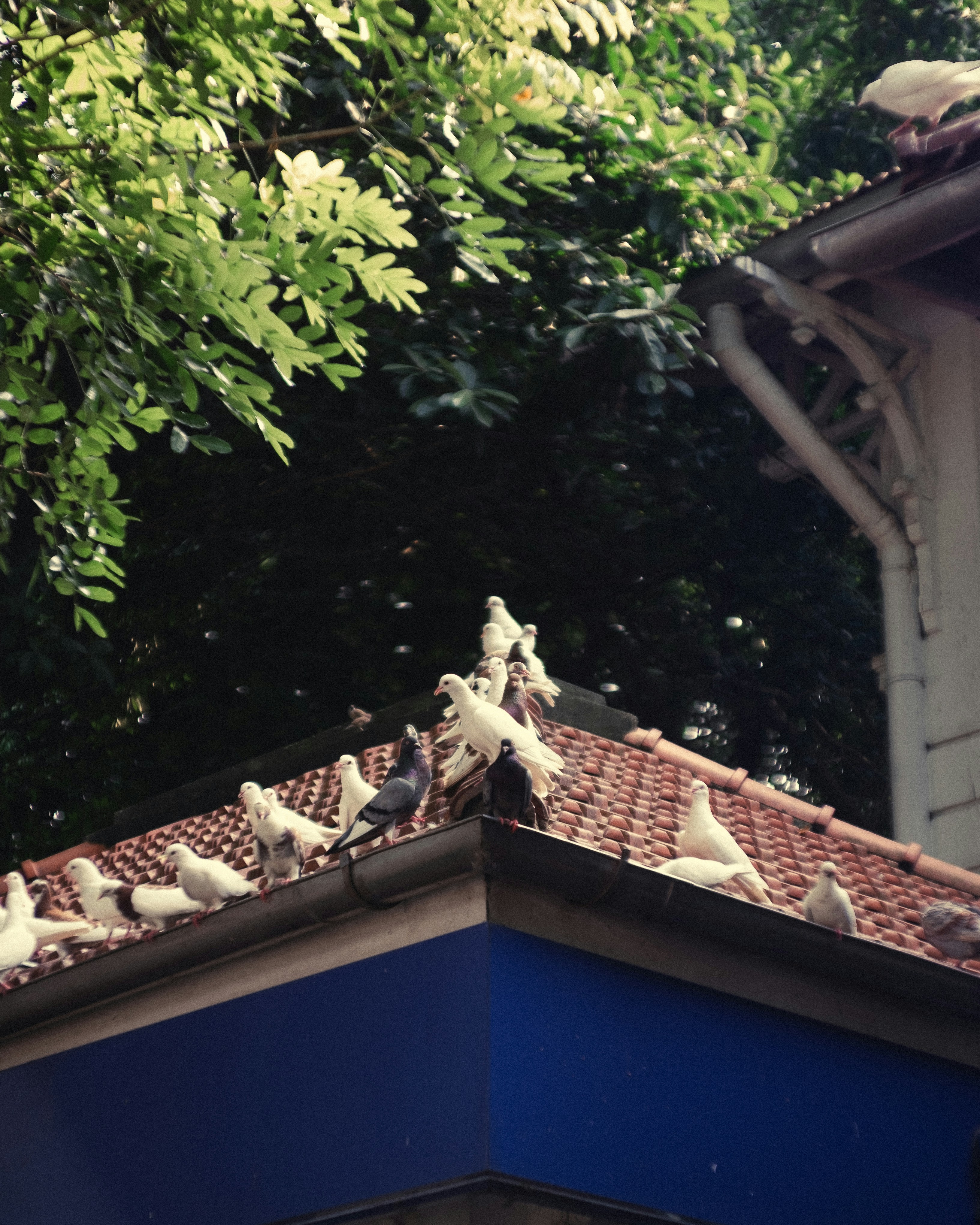 Terracotta Rooftop Chorus Beneath a Leafy Canopy