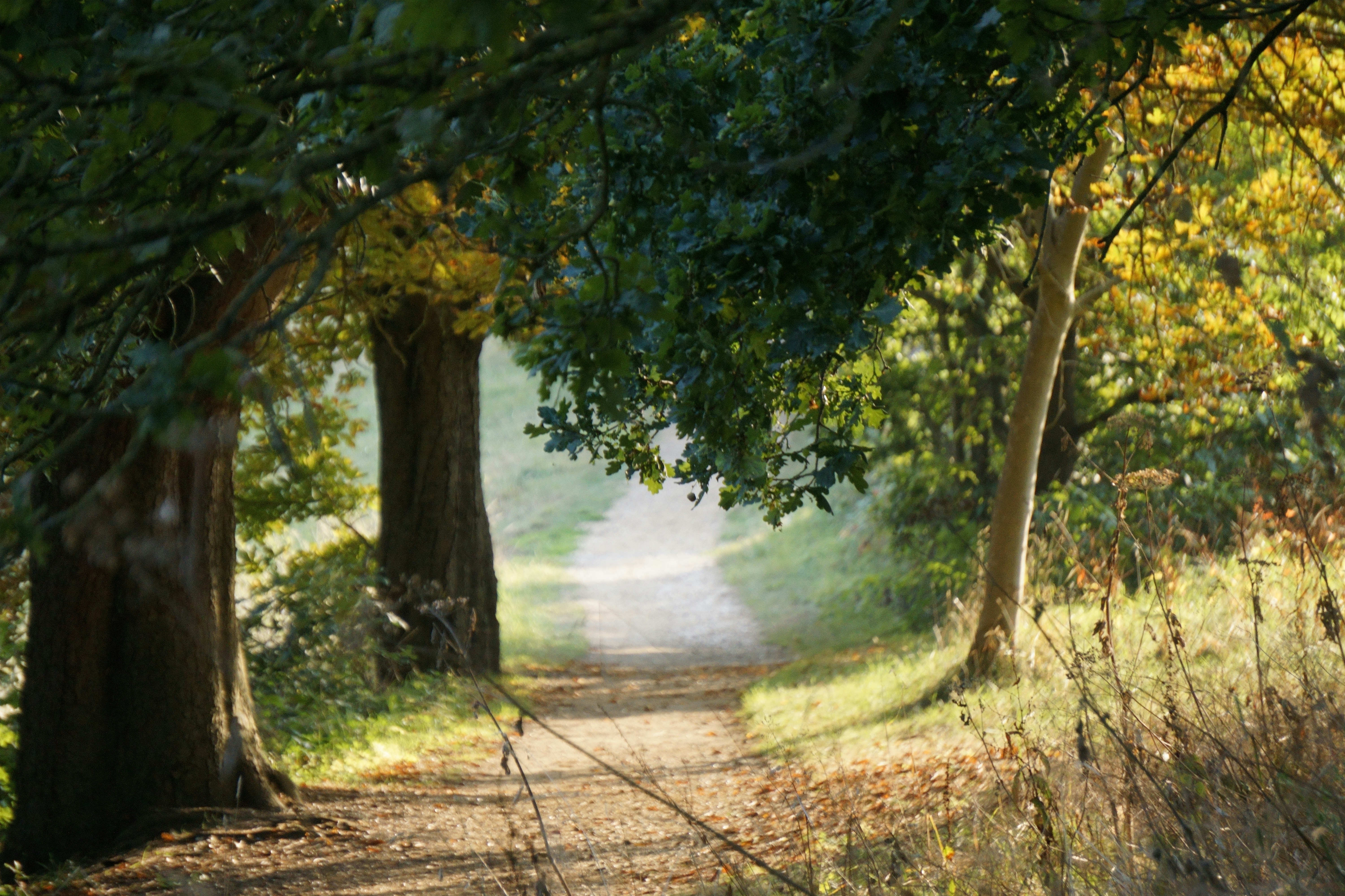 Whispering Pathway Through Autumn Leaves