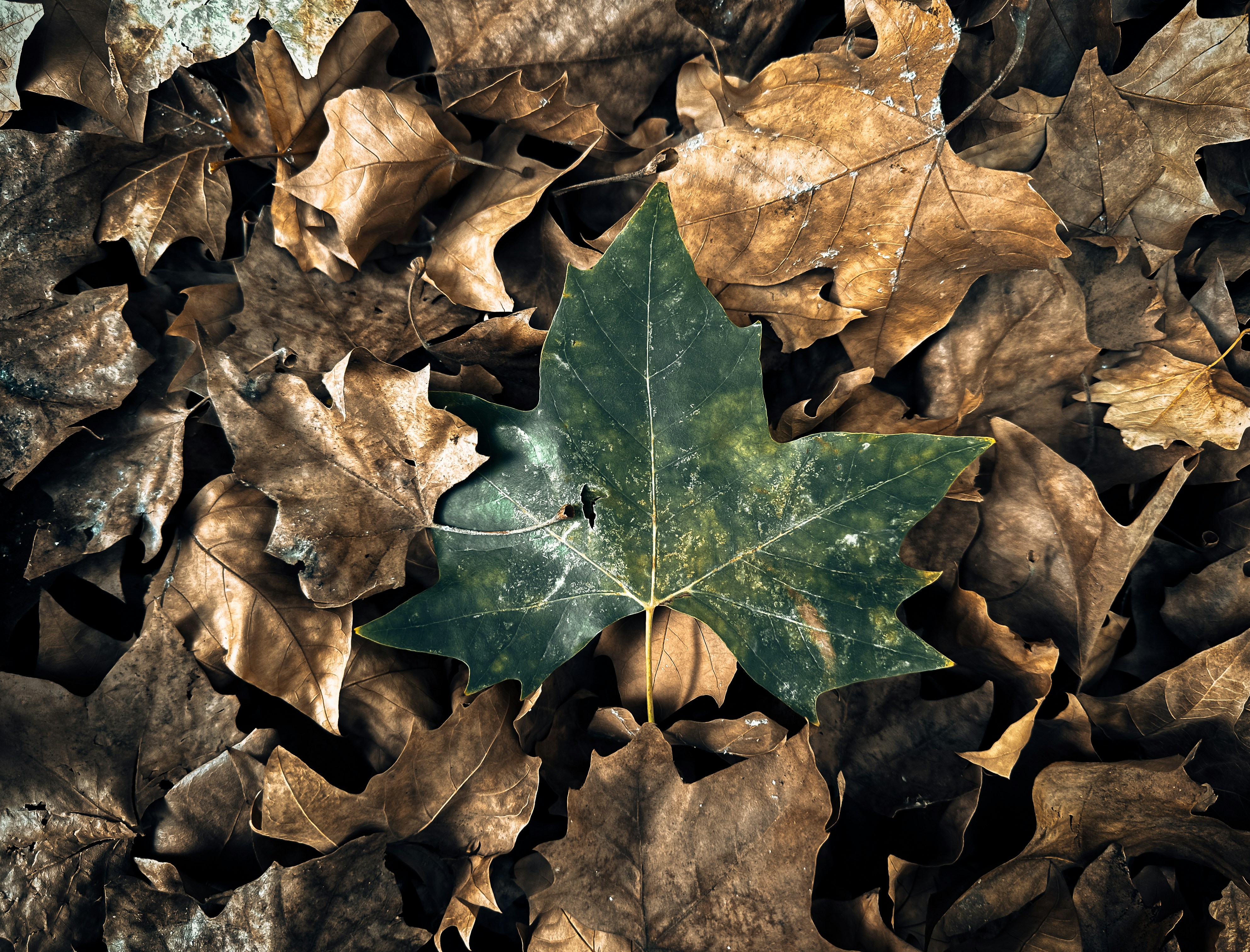 Single Green Maple Leaf Amid a Sea of Brown Echoes