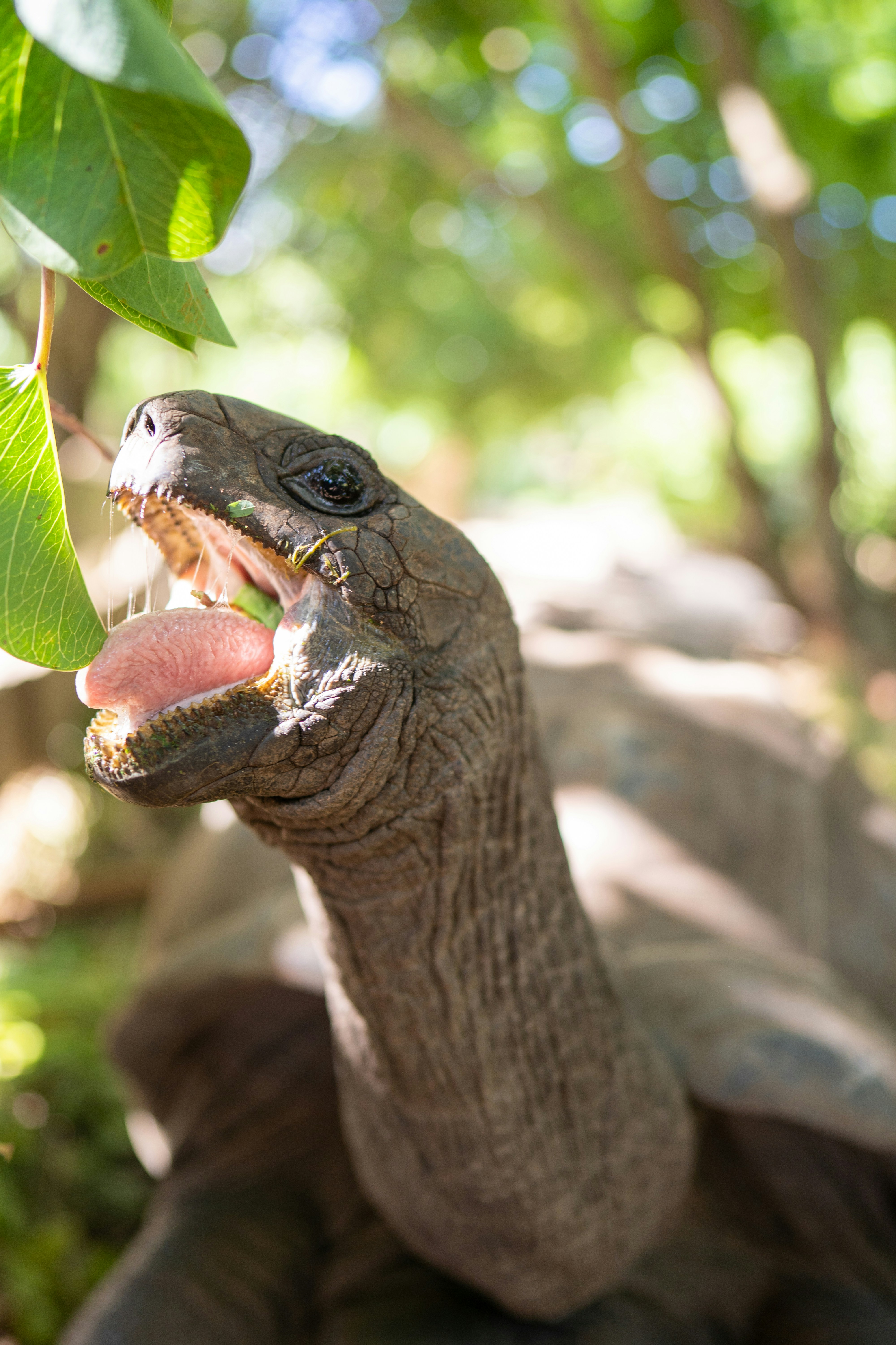 A tortoise eating a leaf with its mouth open photo – Free Animal Image ...