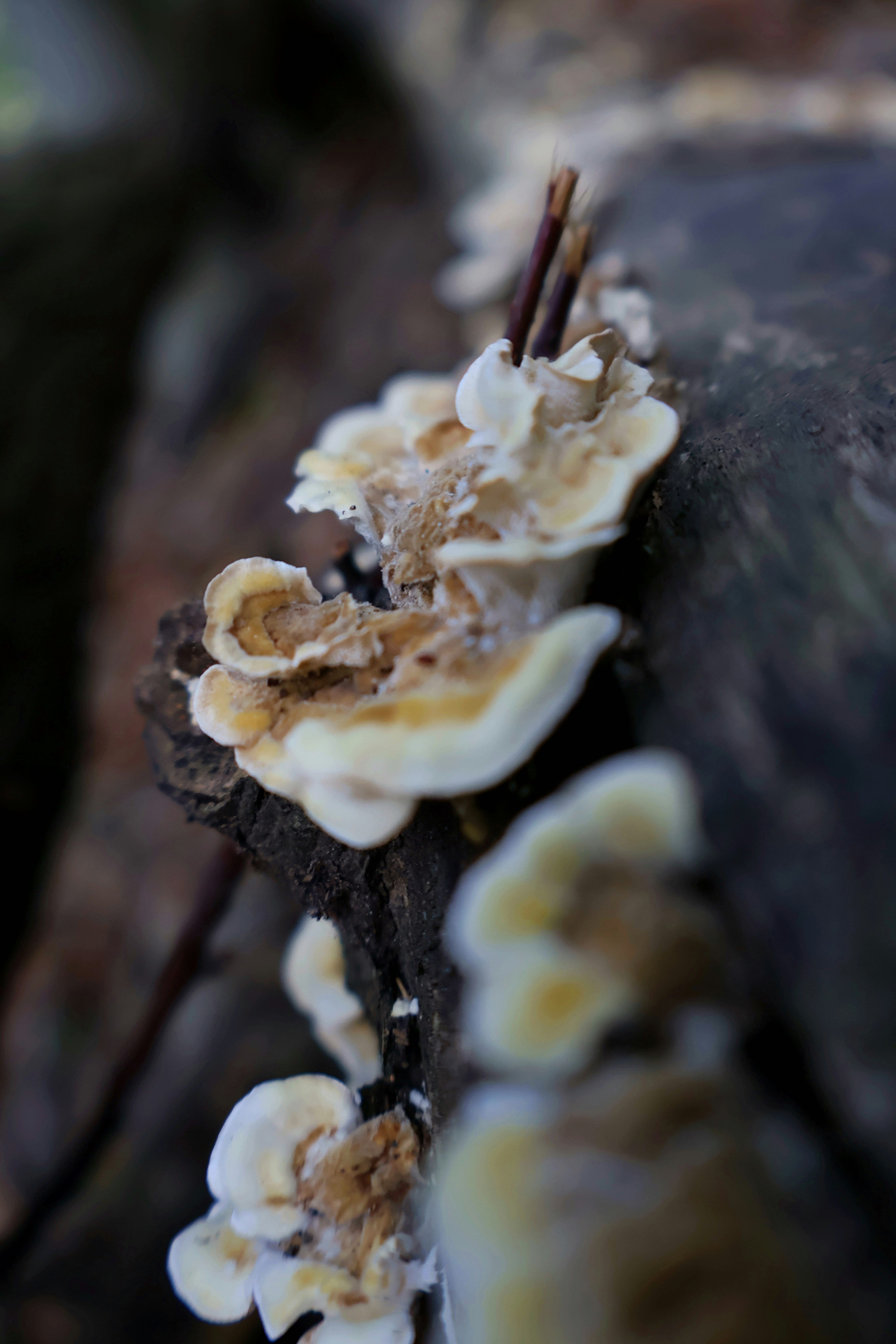 Whorled Quietude: Pale Shelf Fungi Cling to a Weathered Log