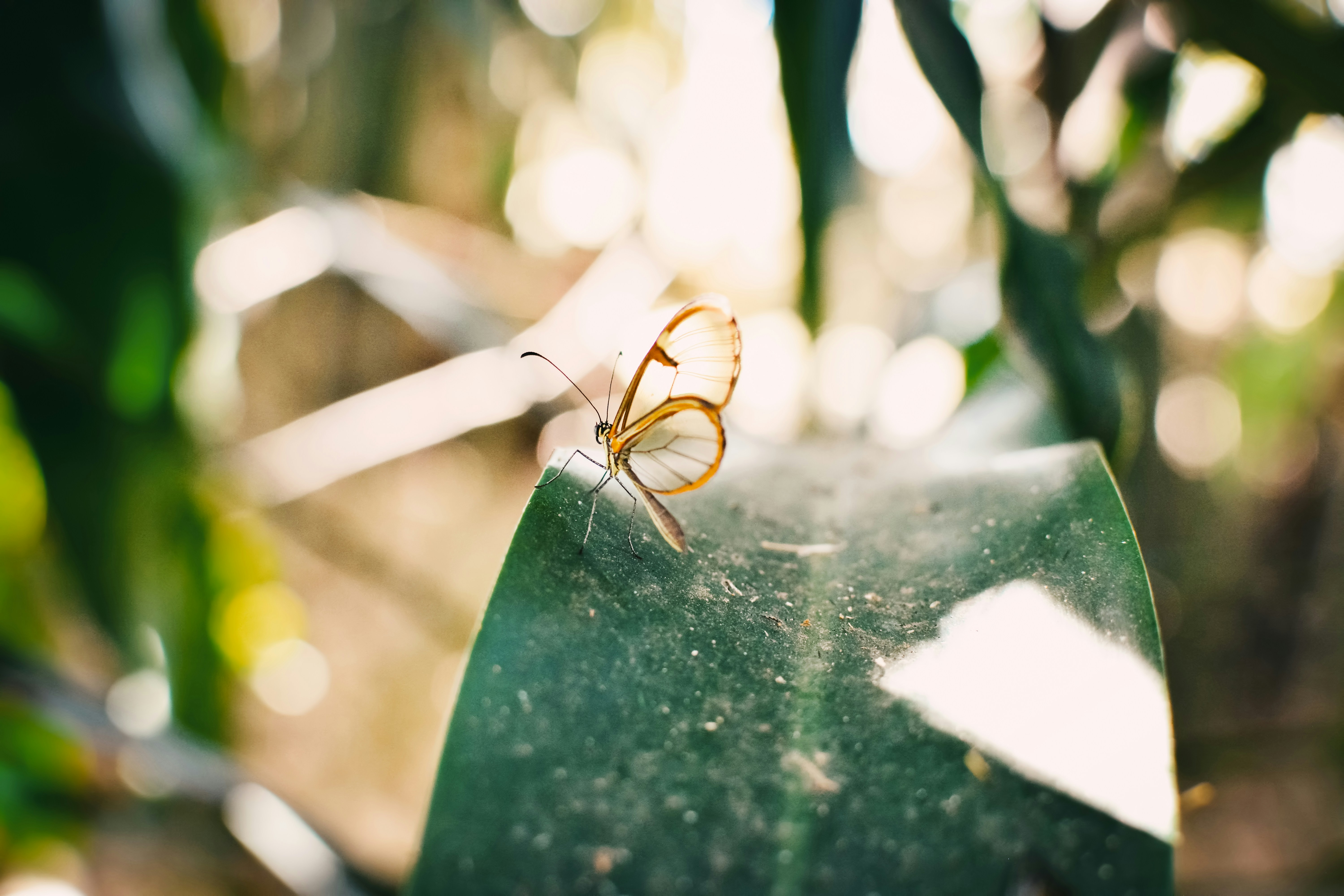 Nature's Promise: Rings Resting on Leaf