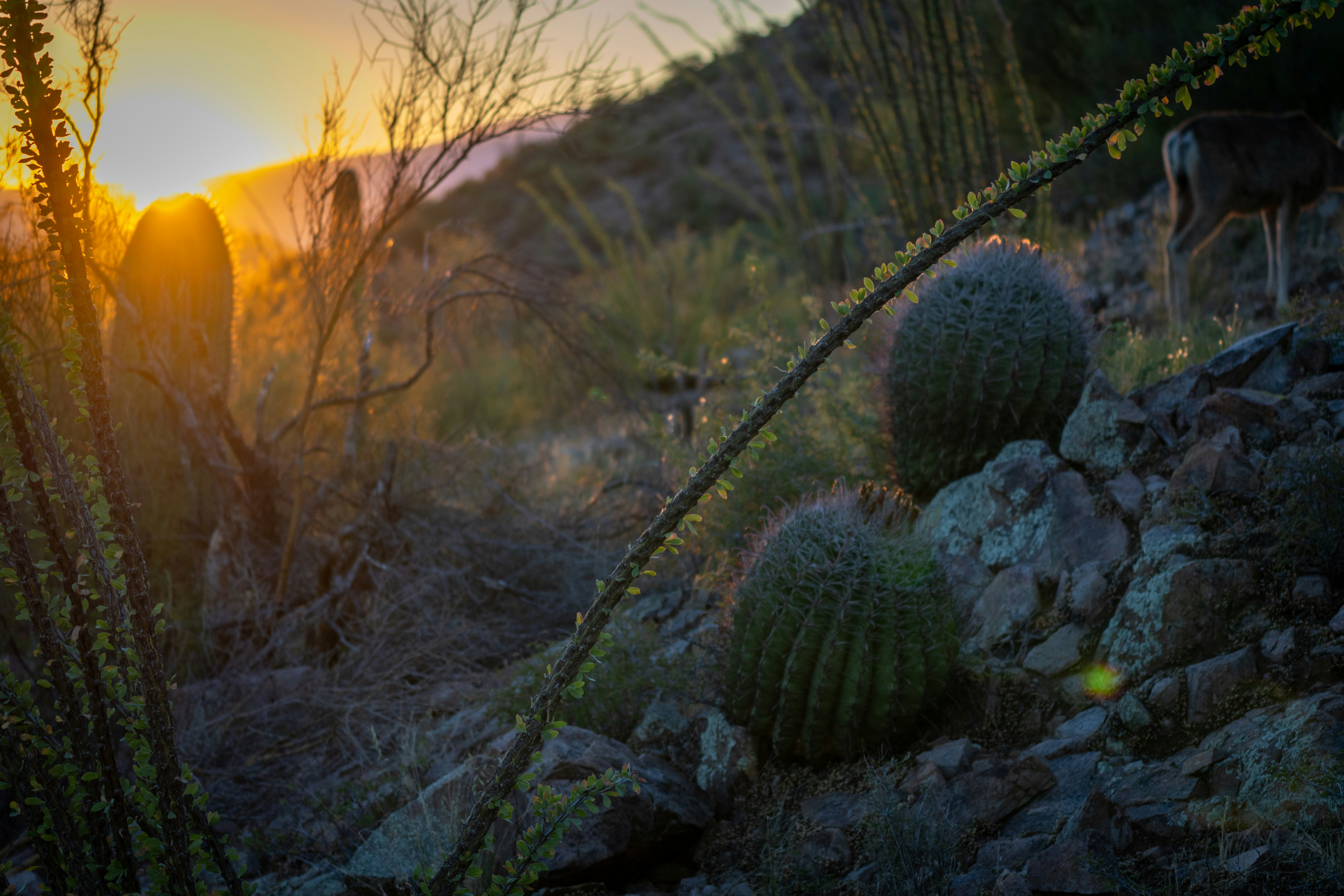 Twilight Over the Desert Garden: Barrel Cacti, Rocks, and a Hidden Deer