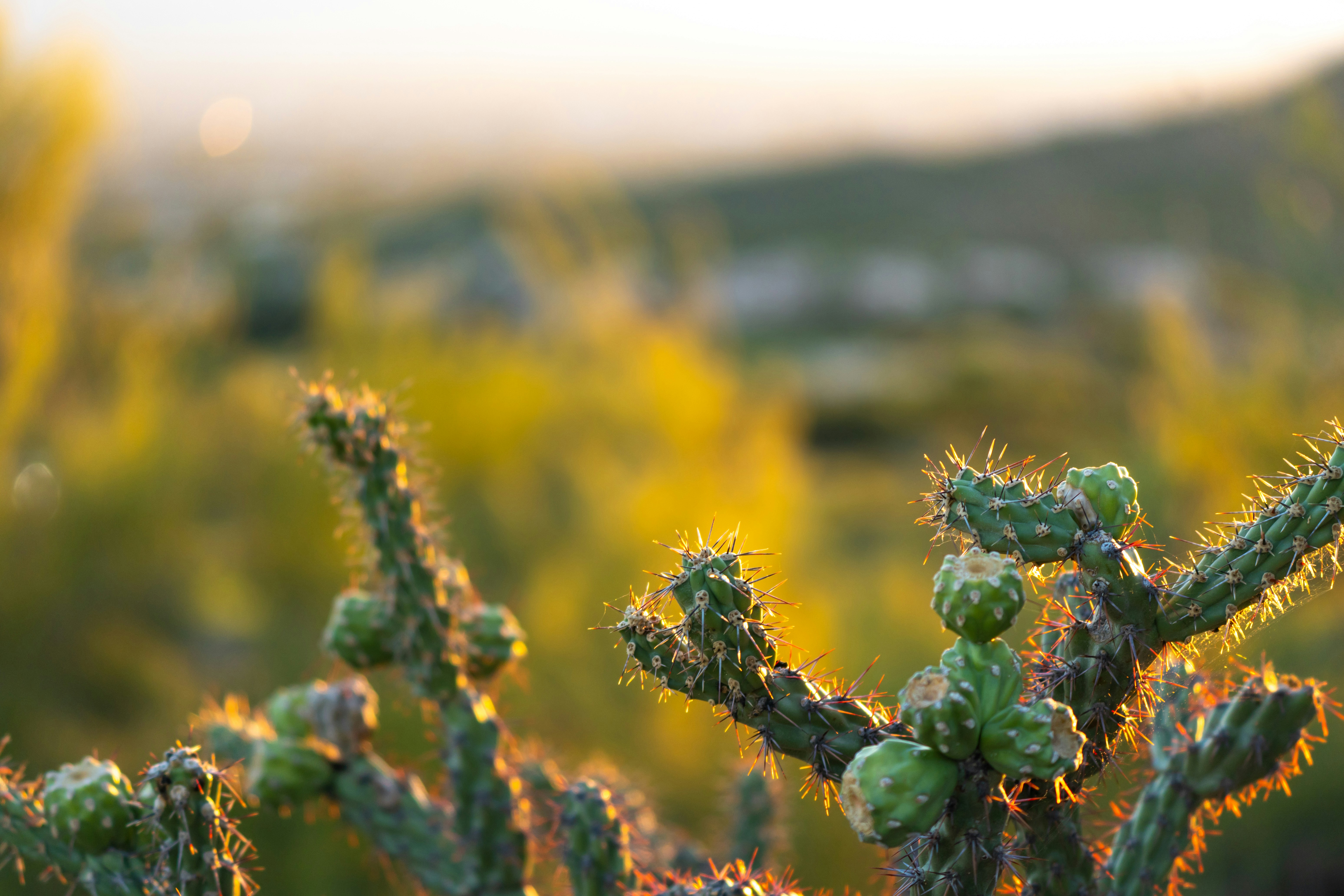 Golden Hour Spines: Close-Up of Prickly Pear in Warm Desert Light