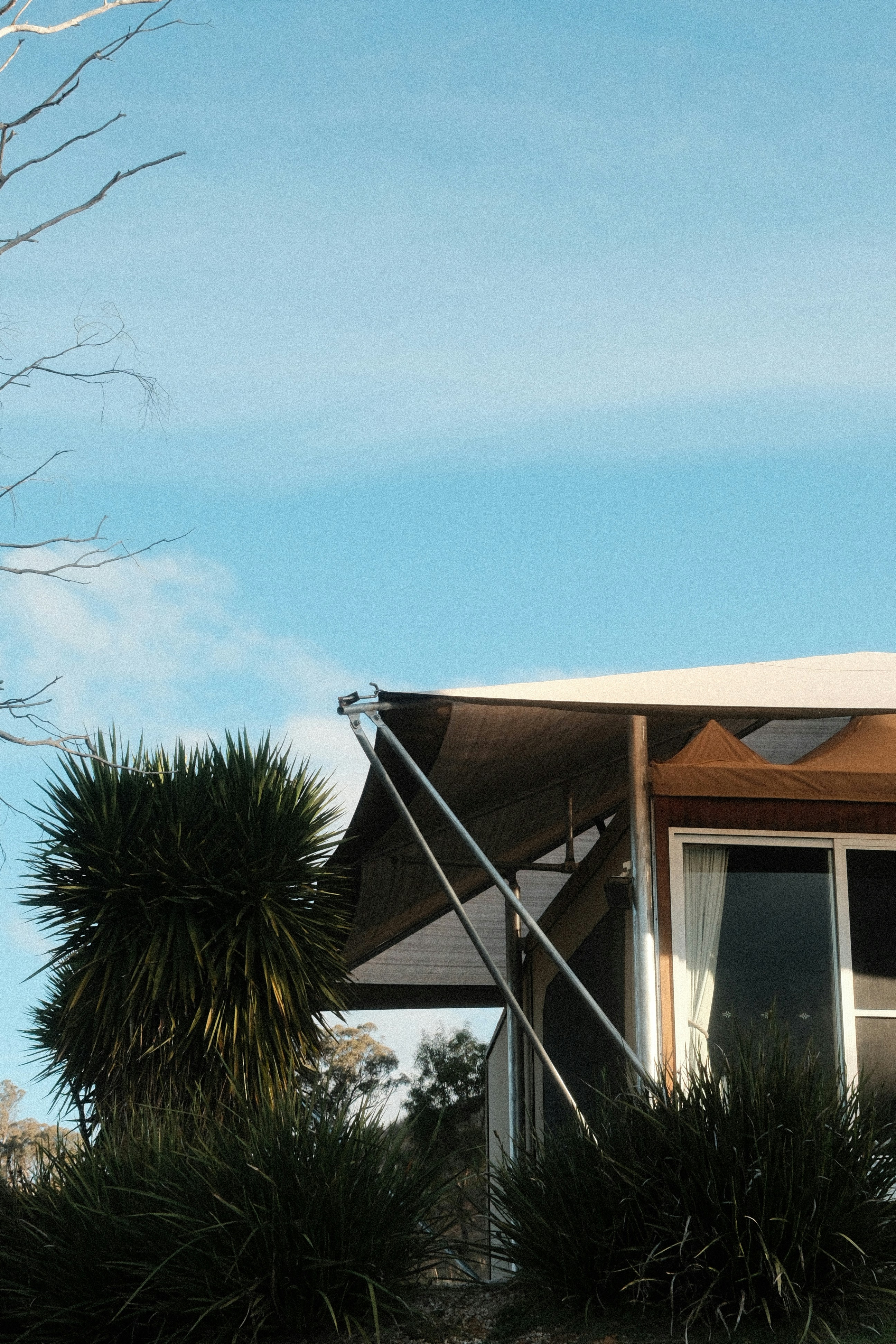 Canopy and Glass: Desert Architecture Framed by Spiky Yucca under a Clear Sky
