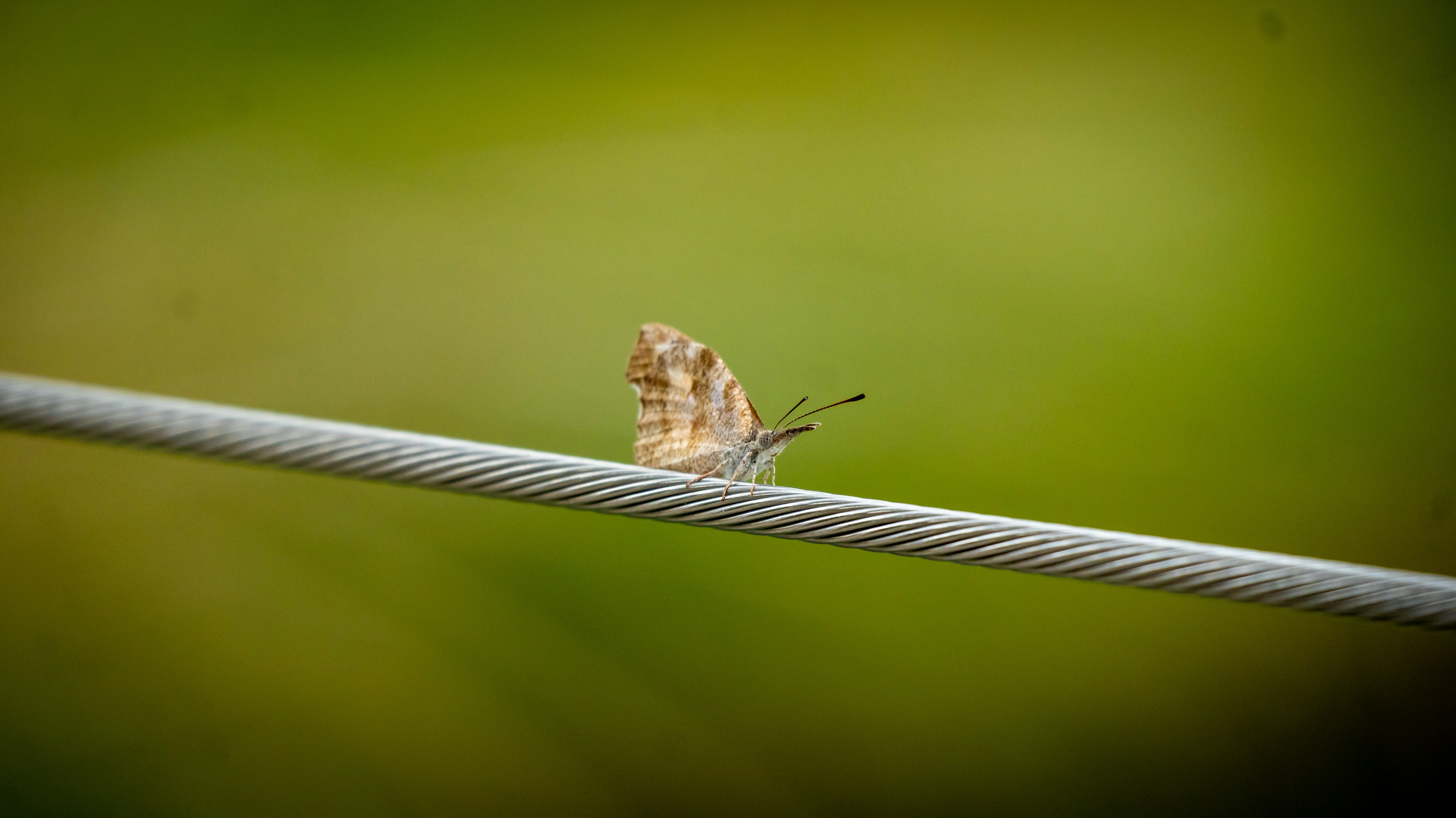 Photo by JC Cervantes with Sony Alpha 6700