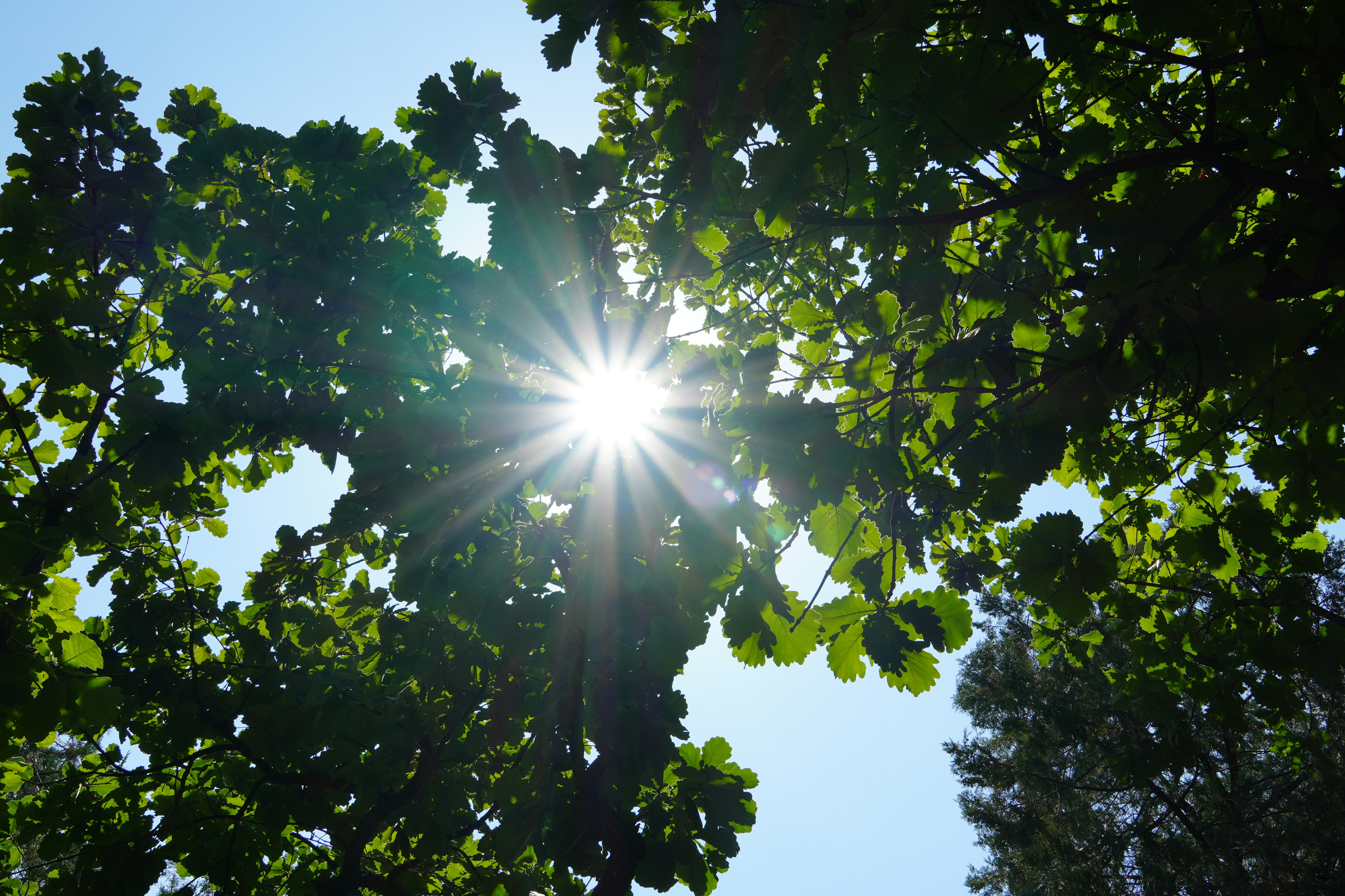 The sun shining through the leaves of a tree photo – Free Forest Image ...