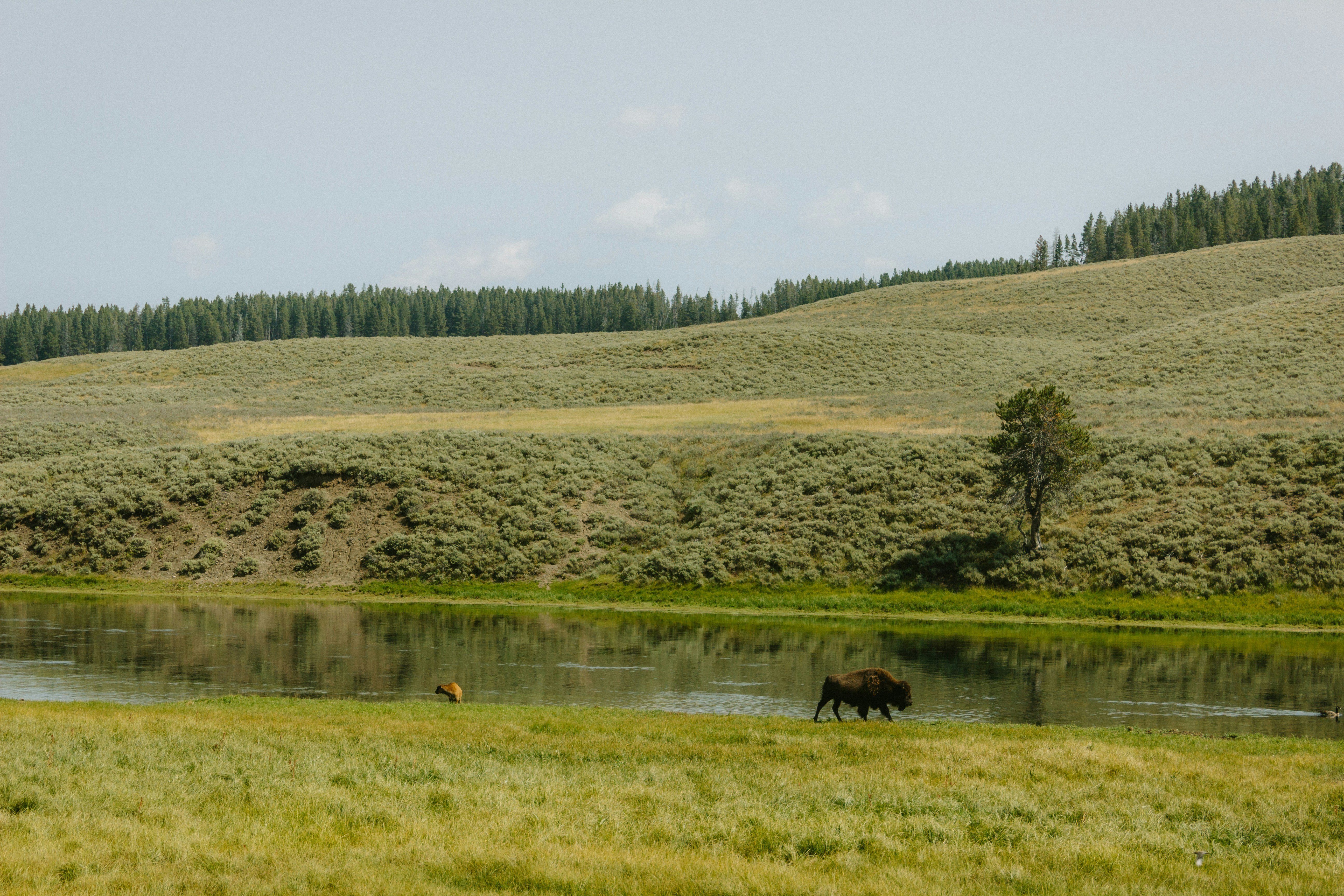 Horizon Run by the Water: A Lone Horse in the Open Grassland