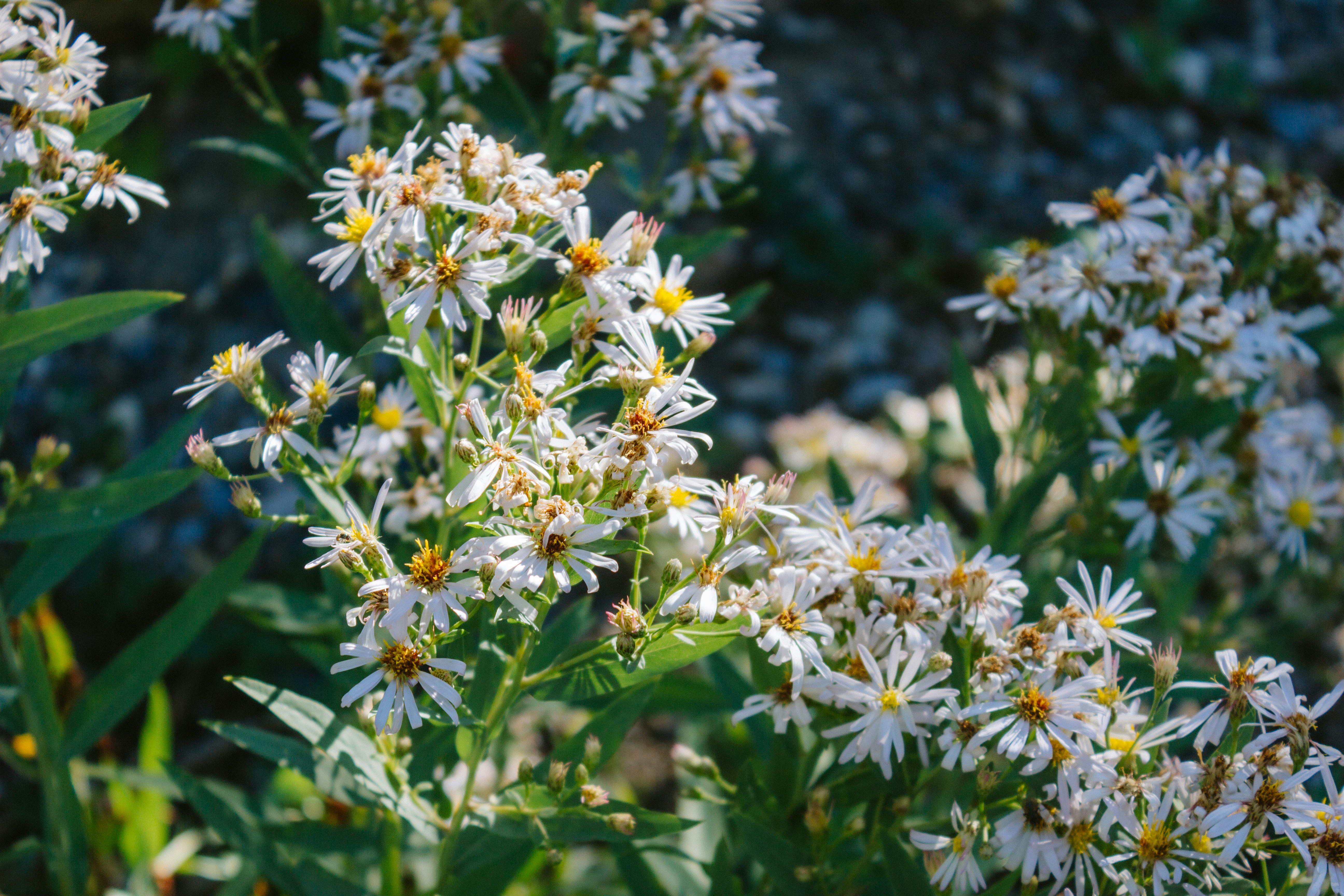 Daisy Cascade in Dappled Garden Light
