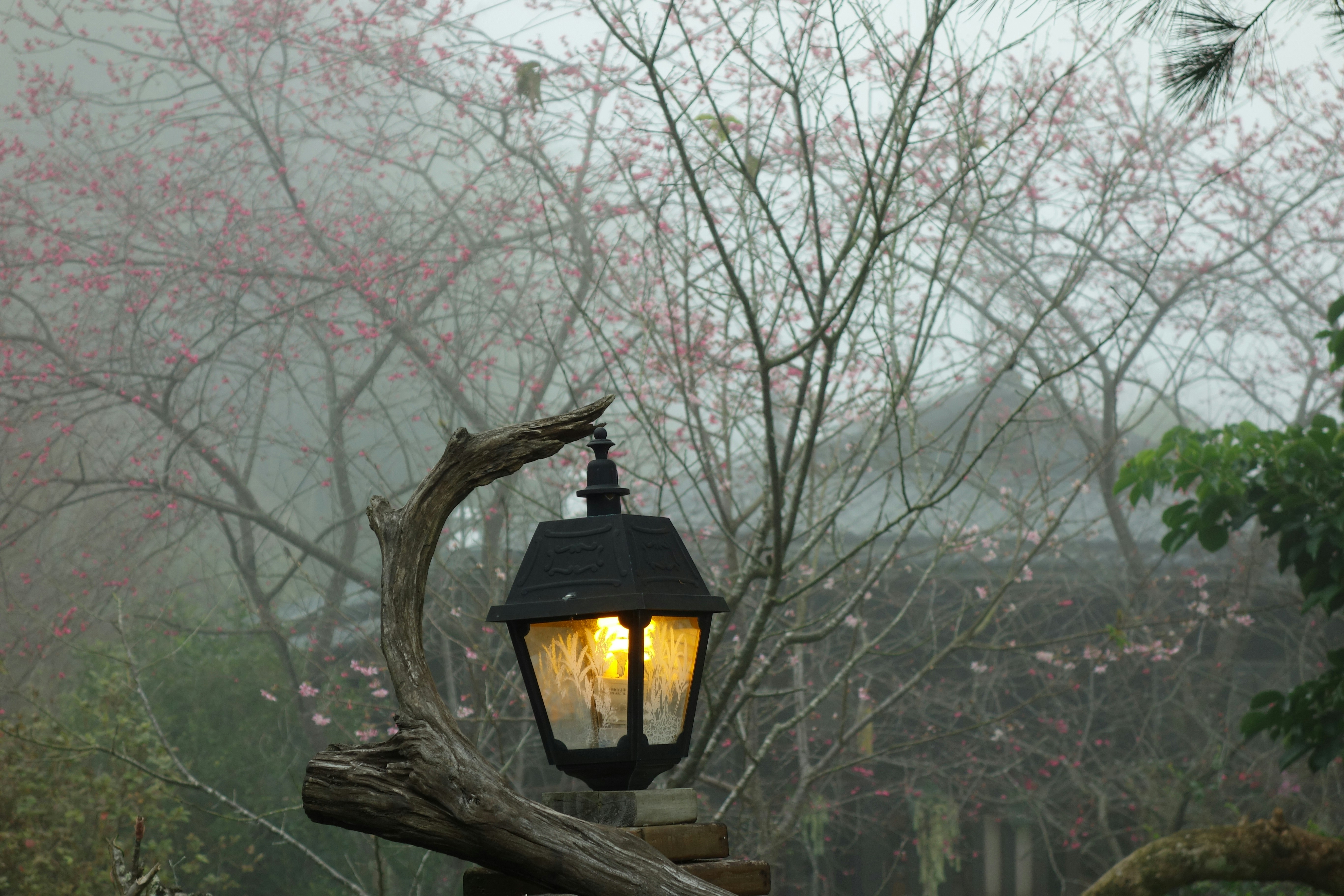 Glow Through the Mist: Lantern Amid Pink Blossoms in a Hazy Garden