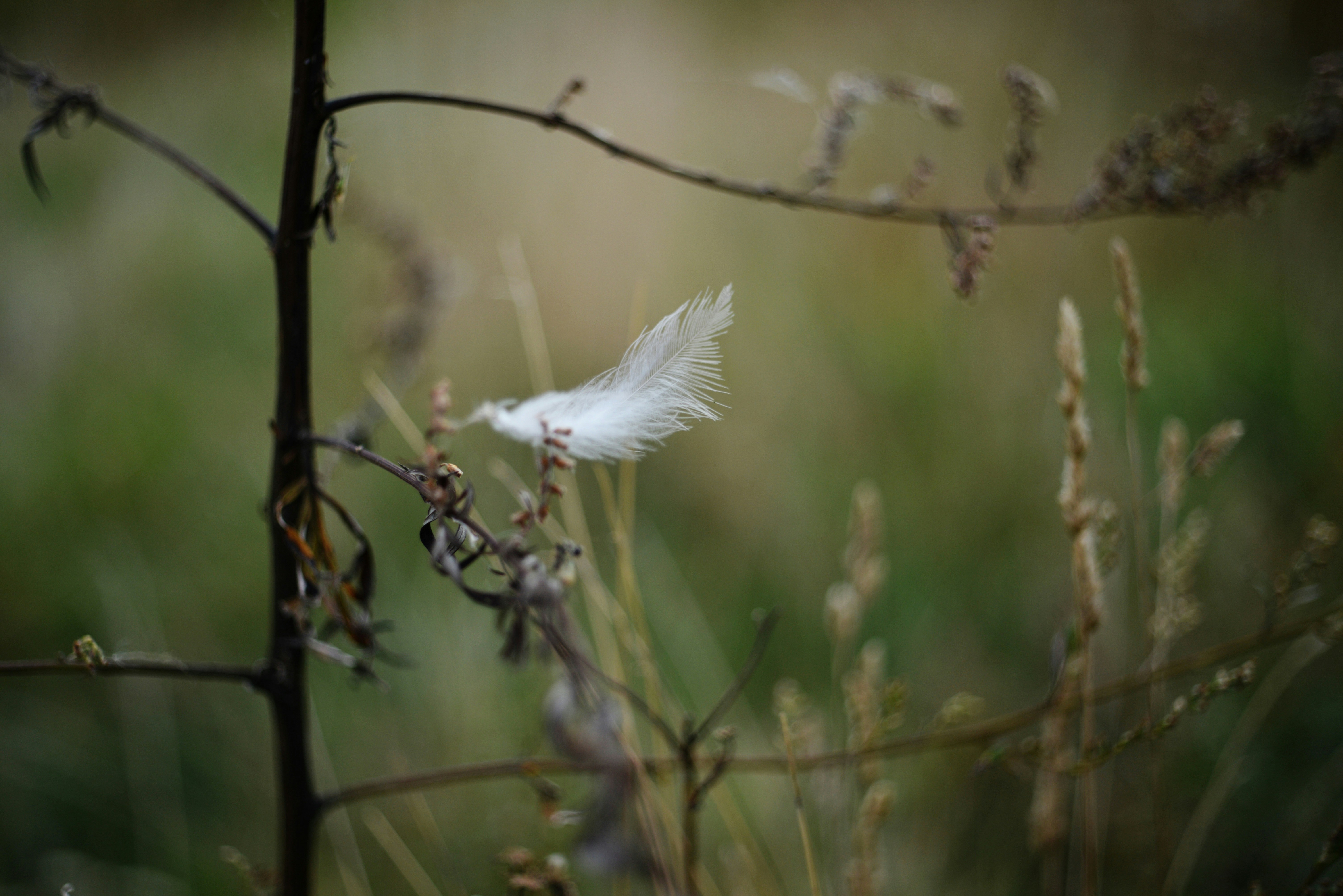 Delicate white feather caught among dry grasses, hinting at the remnants of a once vibrant life. Soft focus background enhances the ethereal quality.