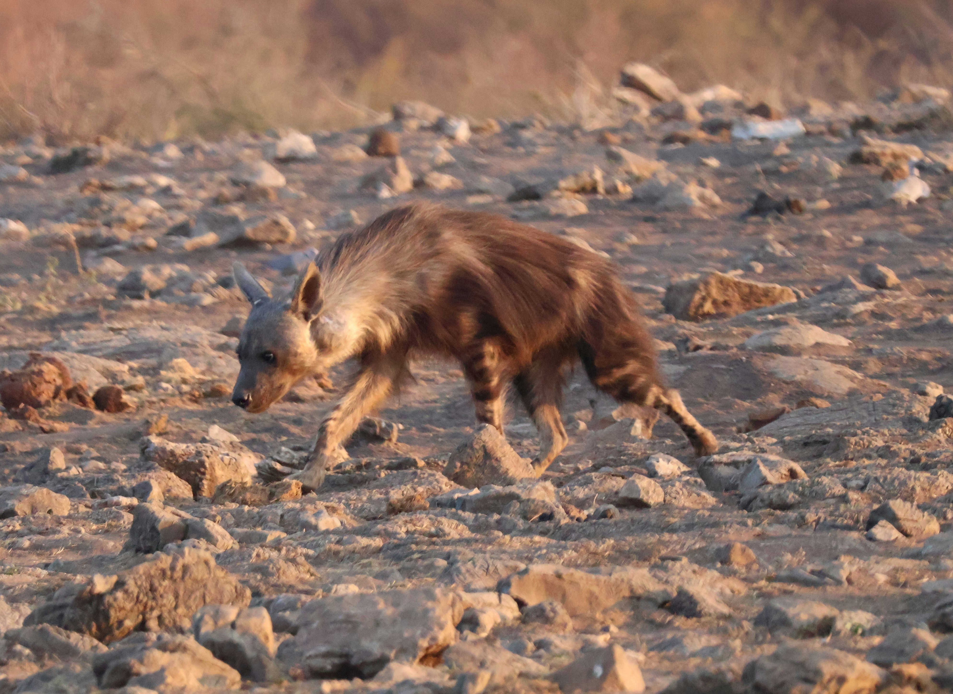 Rare brown hyena sighting