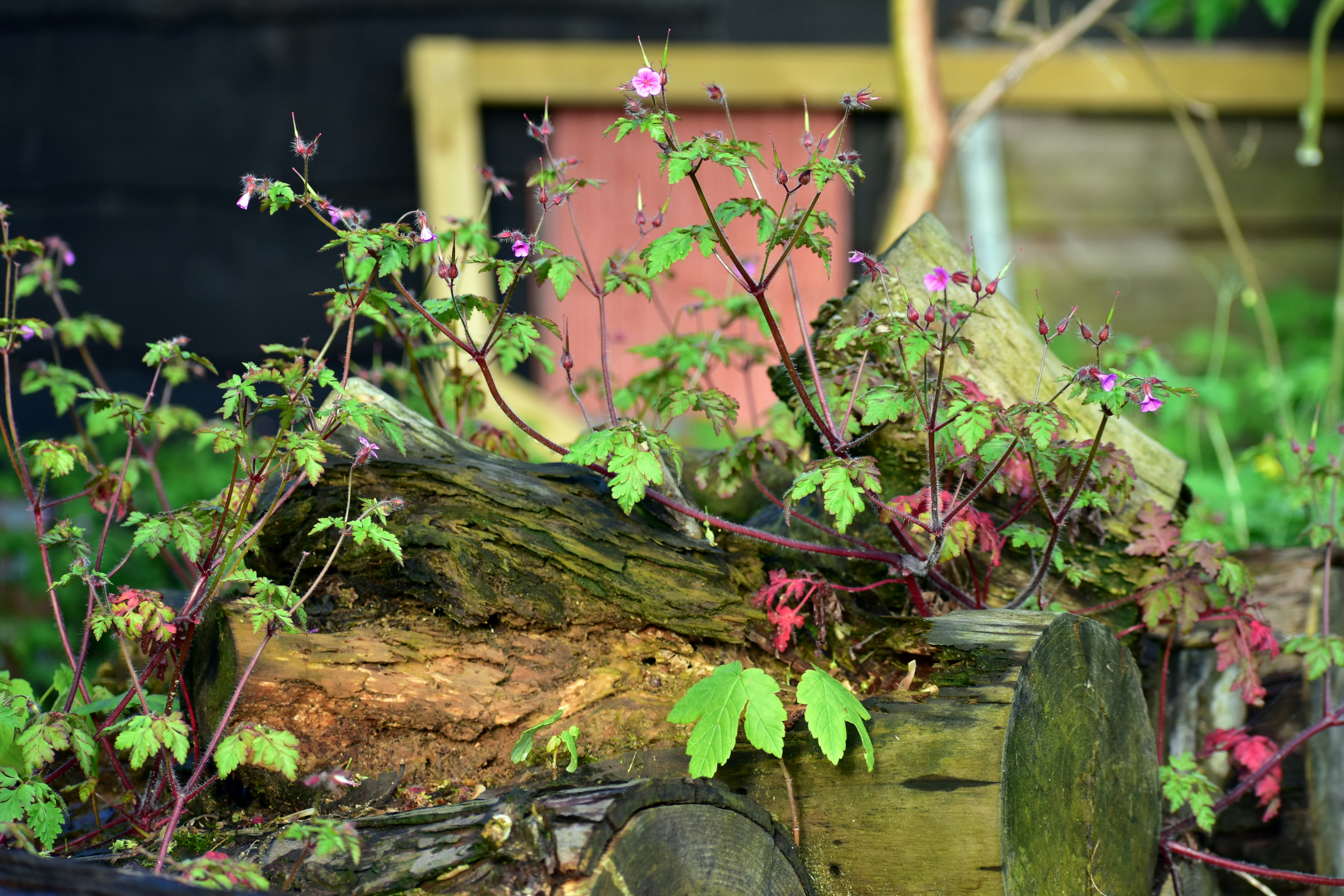 Bio Diversity Pictures | Download Free Images on Unsplash