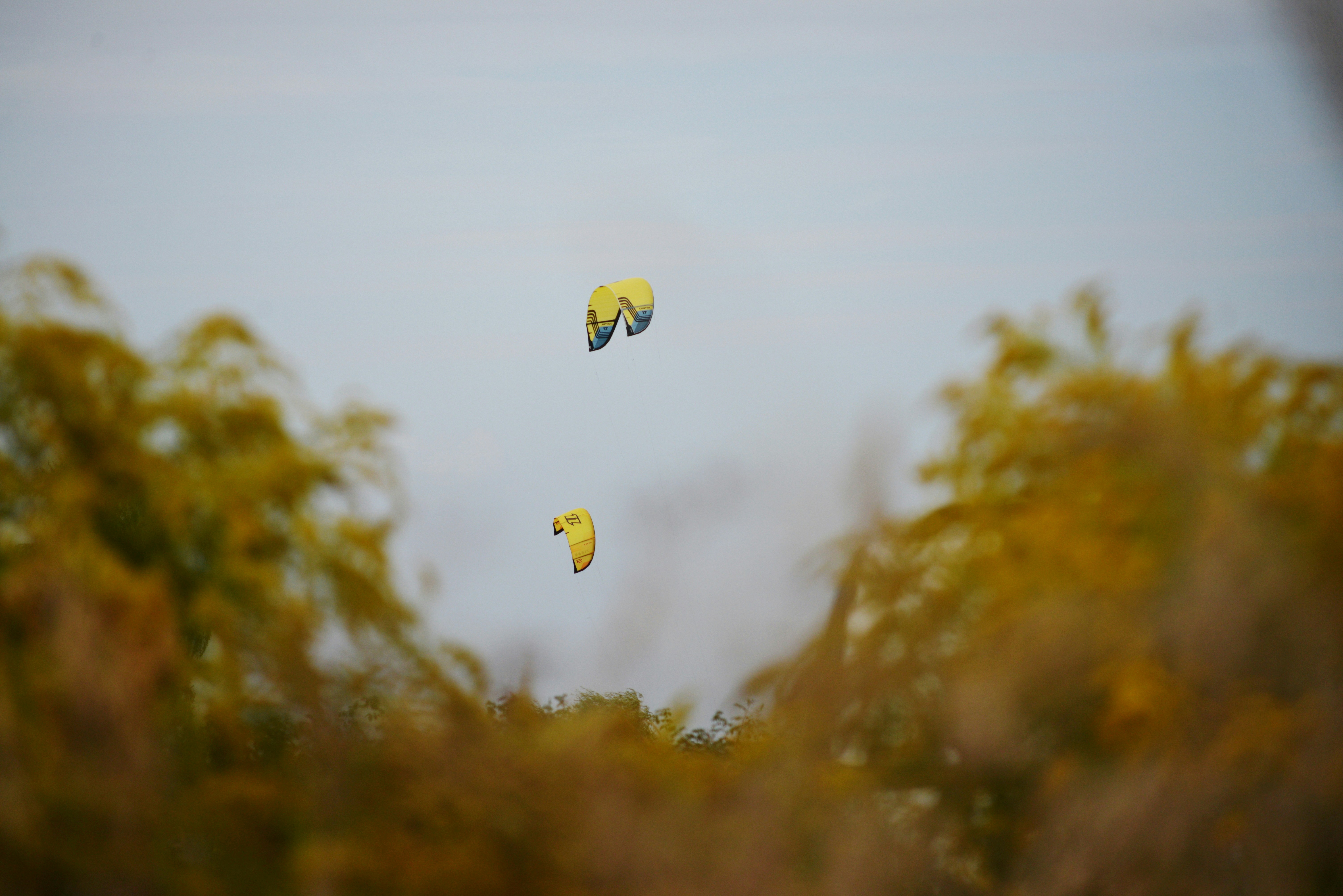 Between the Pines: Yellow Paragliders Slip Through Autumn Skies