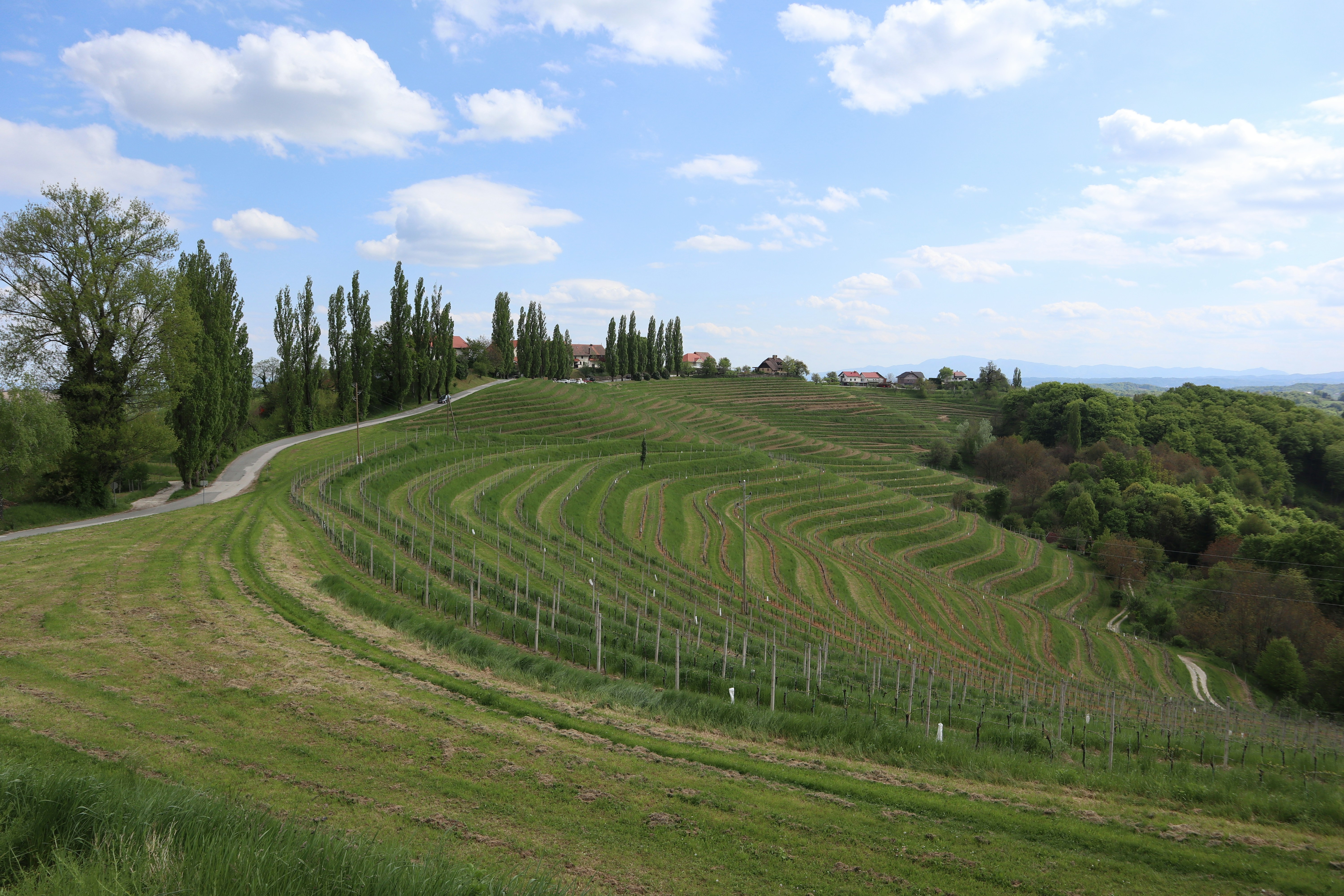 Green Waves on a Terraced Hill: A Vineyard's Quiet Horizon