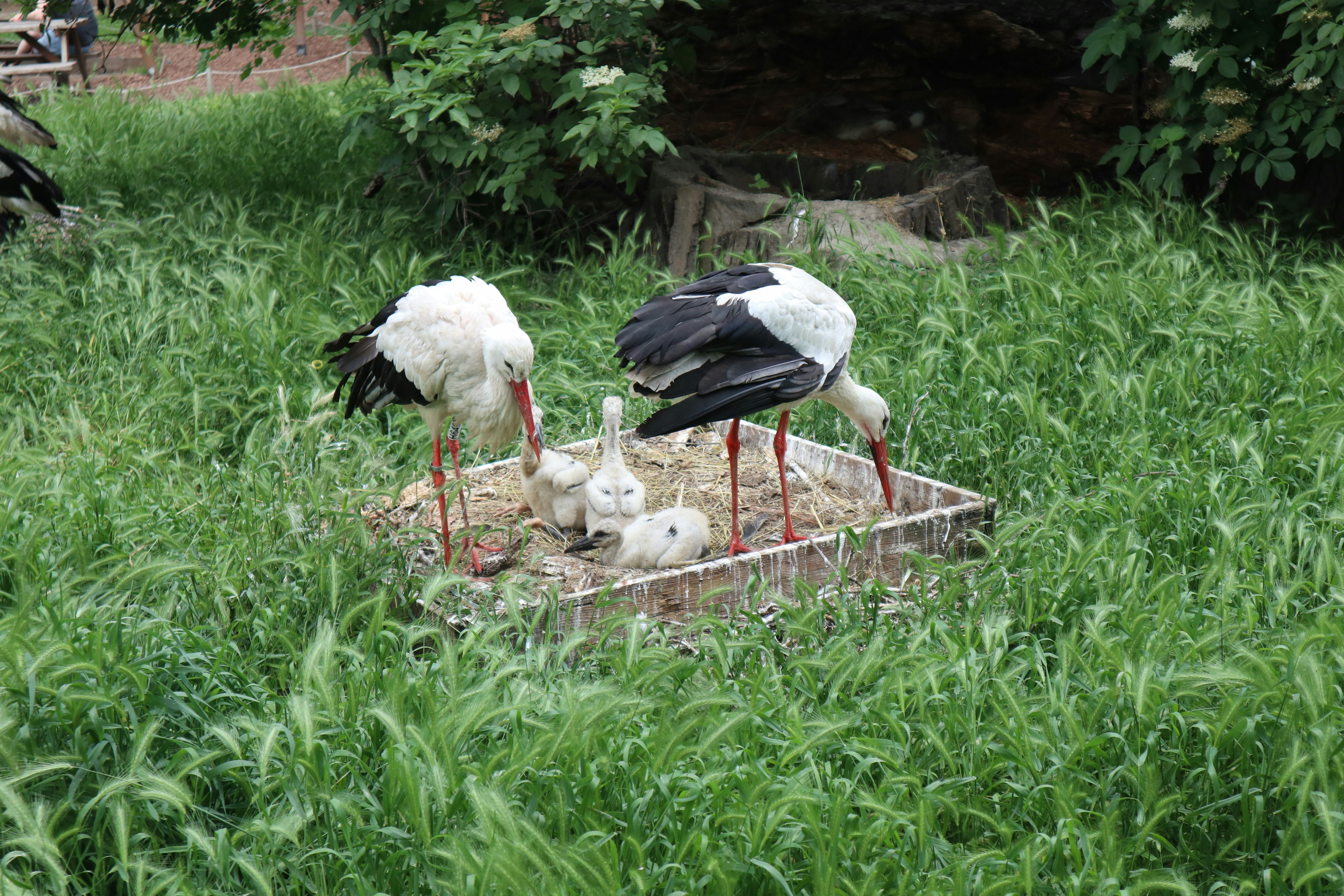 Guardians of the Green: A Chick Nestled Between Two Storks in a Sunlit Yard