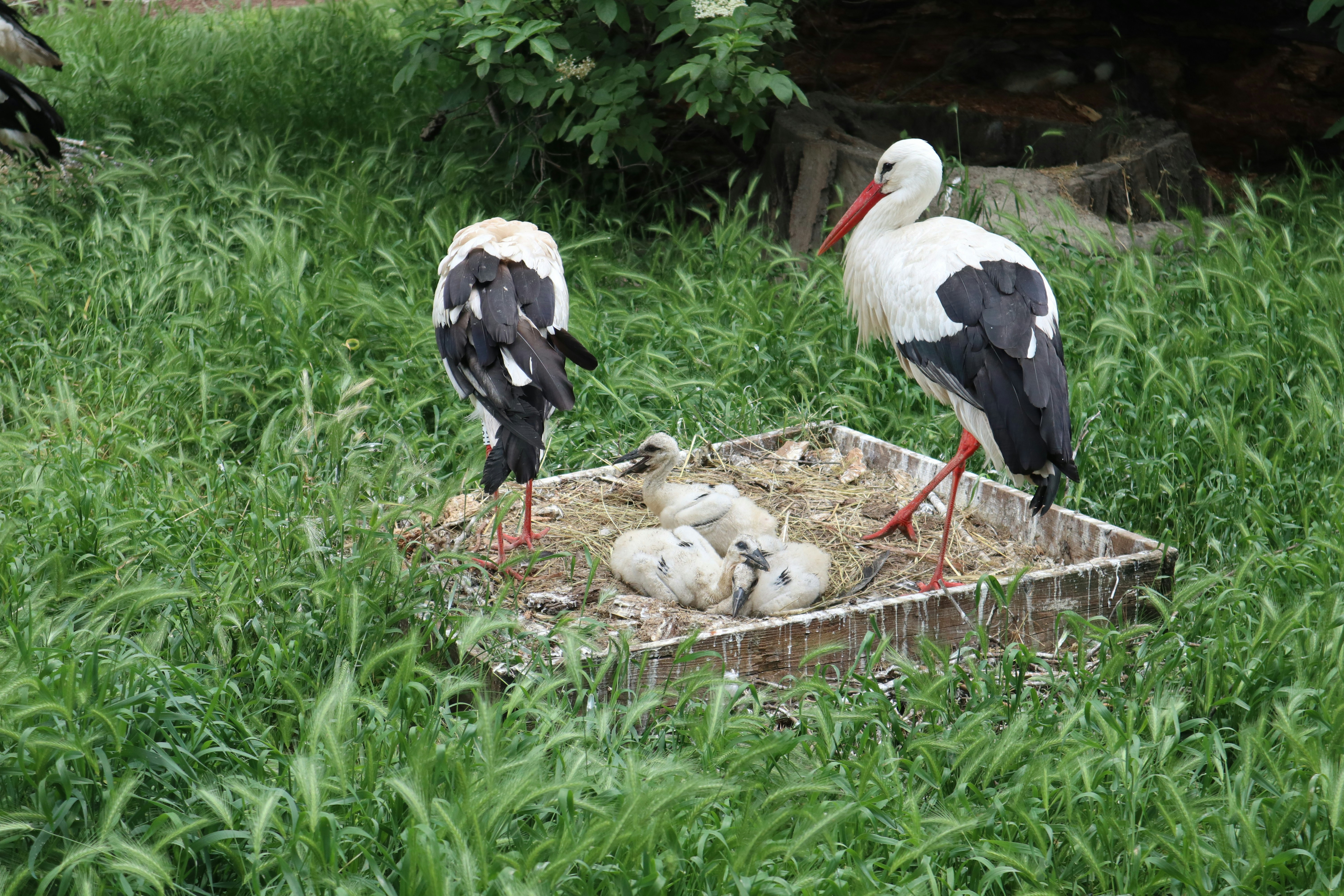 Two adult storks guard their fluffy brood in a grassy enclosure