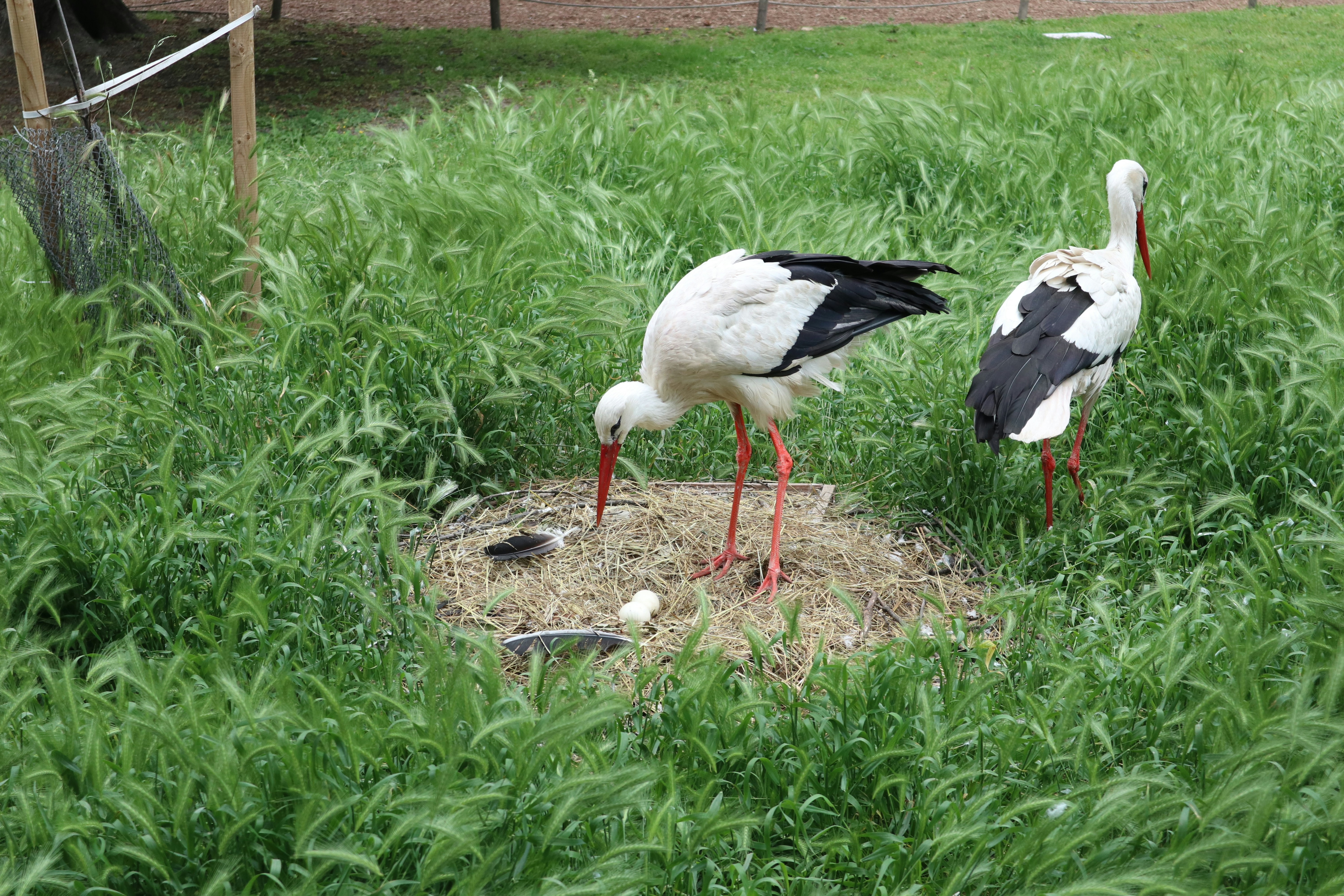 Verdant Nestwatch: Two White Storks Guard a Spring Nest