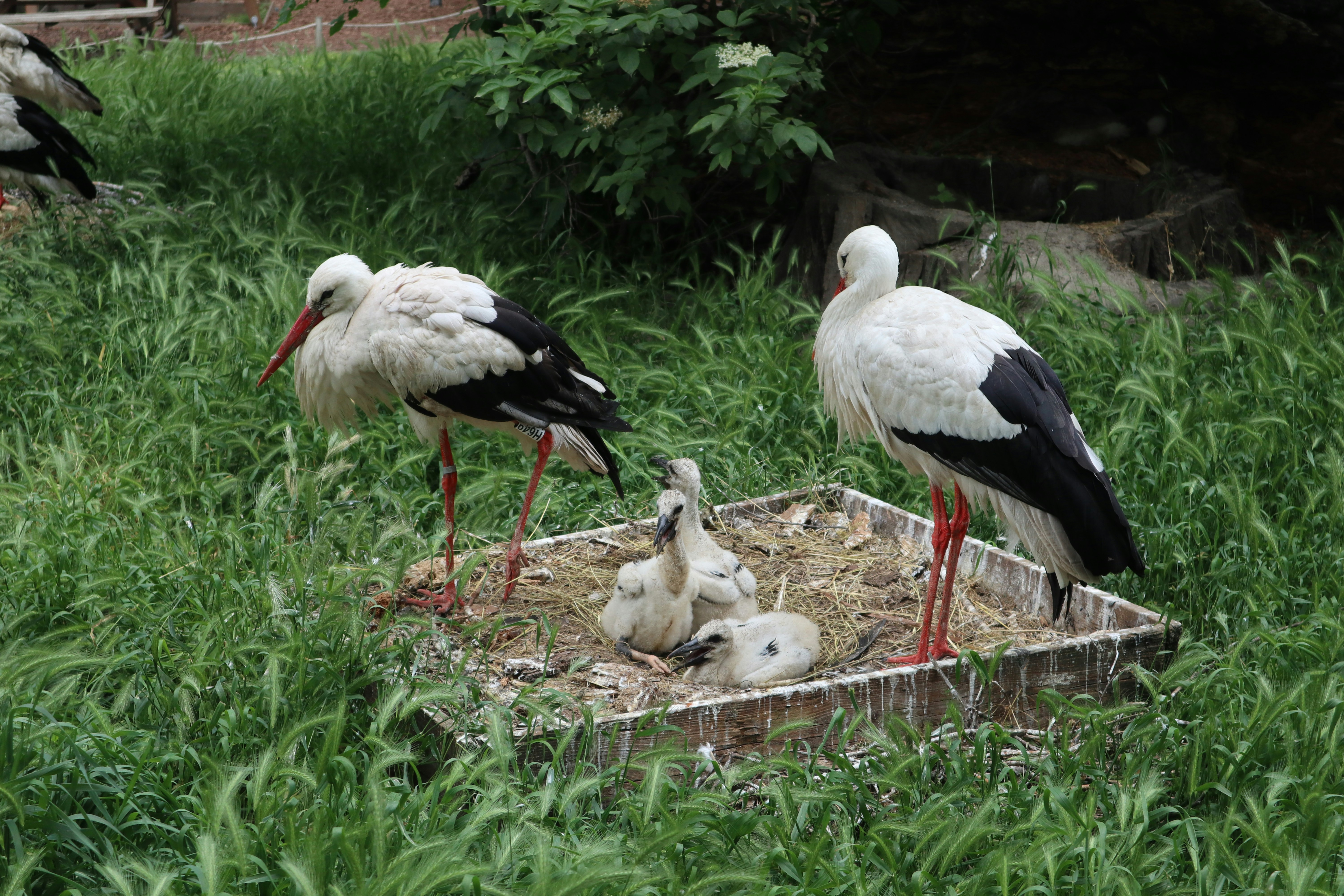 Nest Guardians in a Green Meadow: White Storks Tend Their Chicks