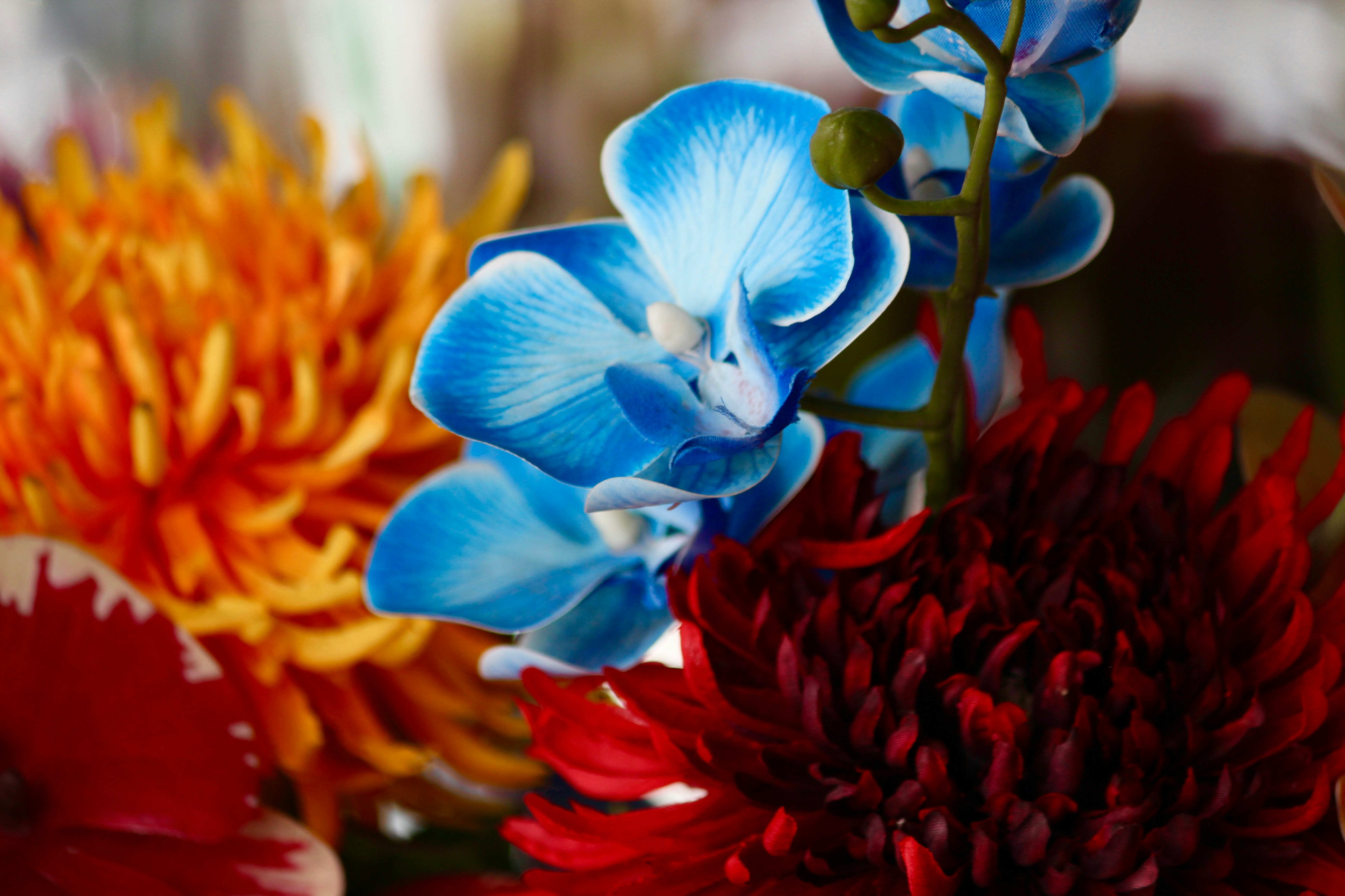 Azure Orchid Nestled Among Fiery Petals