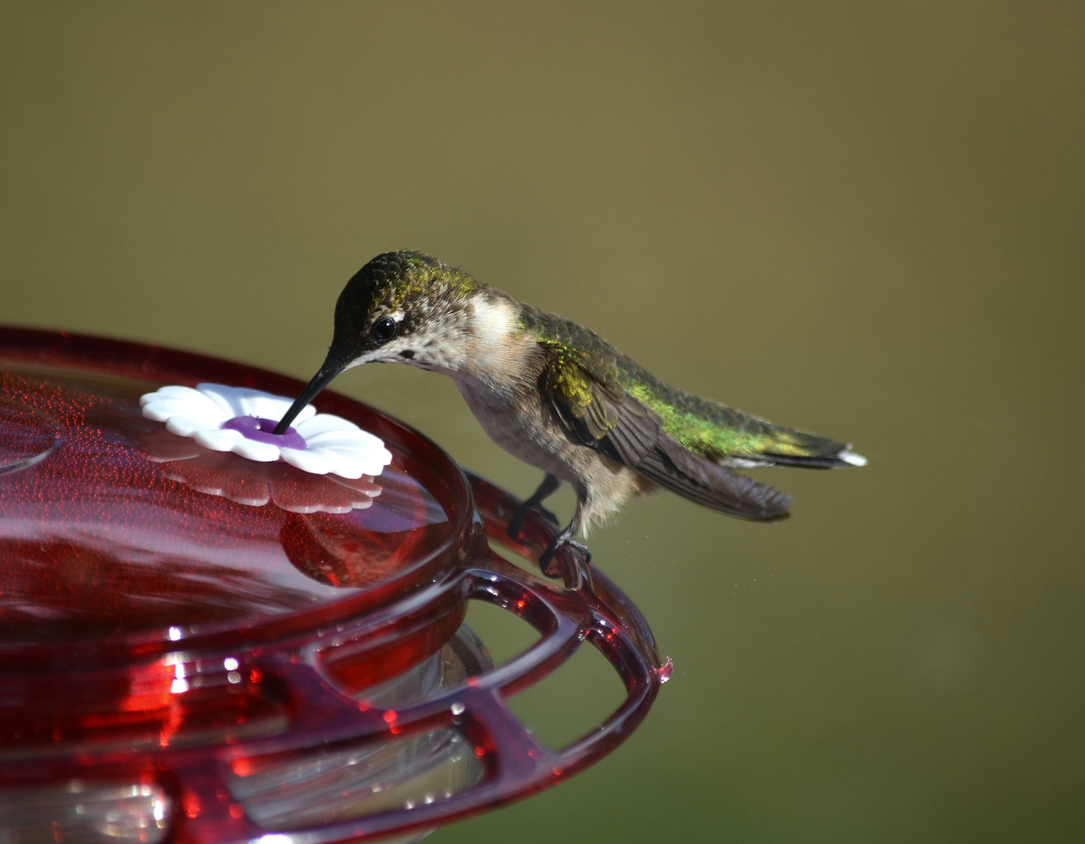 Hummingbird's Nectar Interlude at a Ruby Feeder