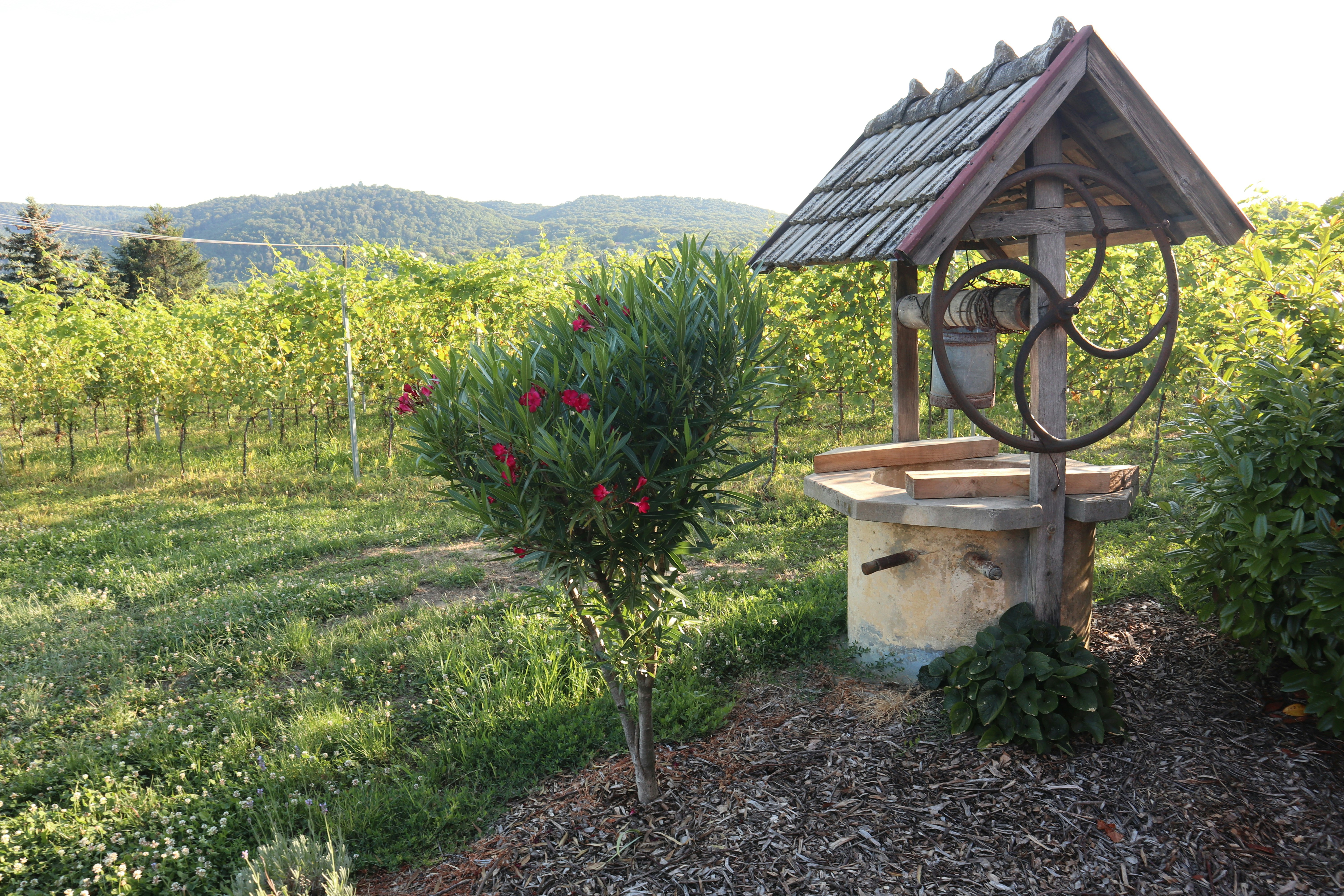 Wheel-Driven Well in a Sunlit Vineyard Garden