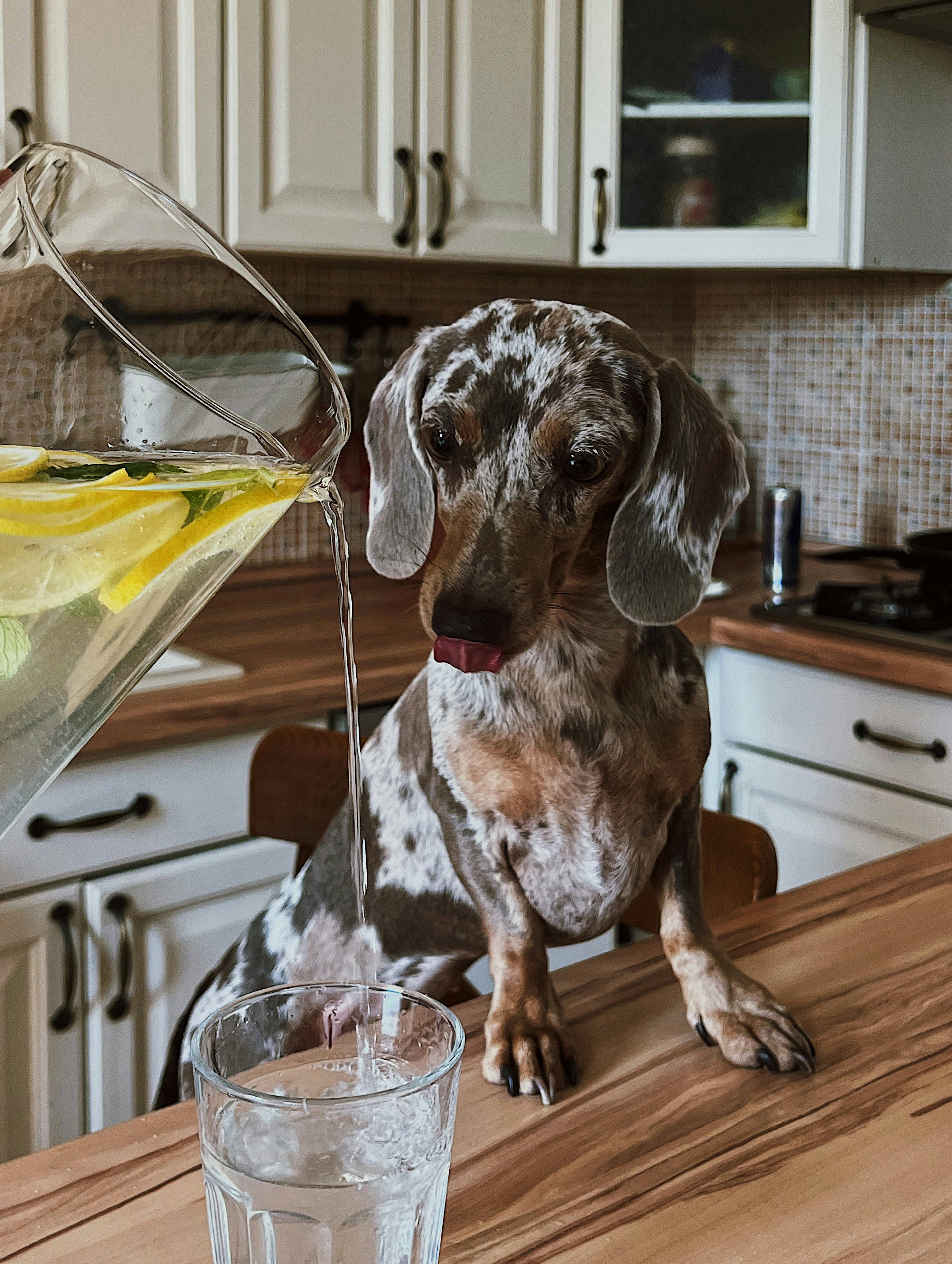A dachshund sitting on a kitchen counter next to a glass of water