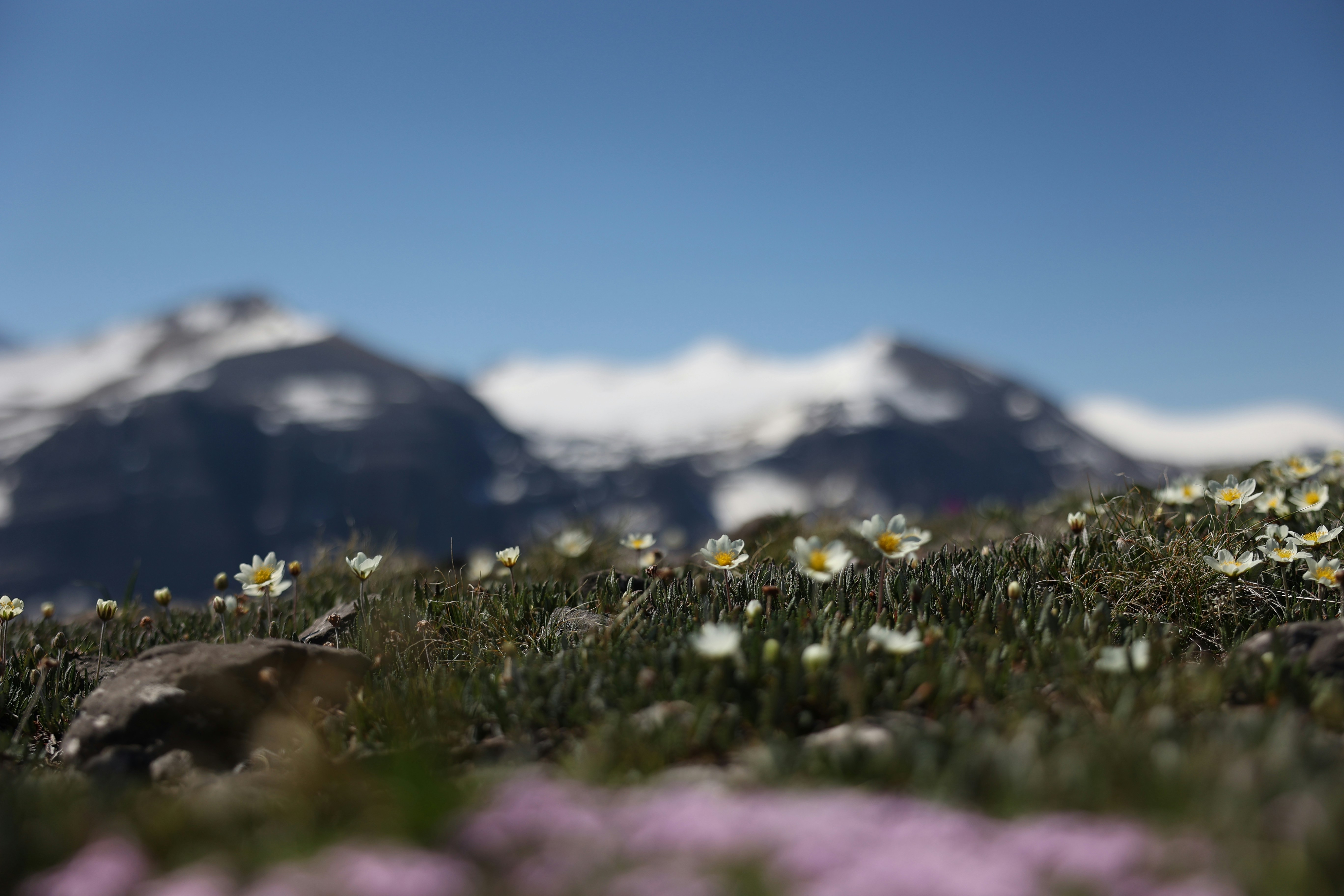 Daisy Carpet Framing Snow-Capped Peaks