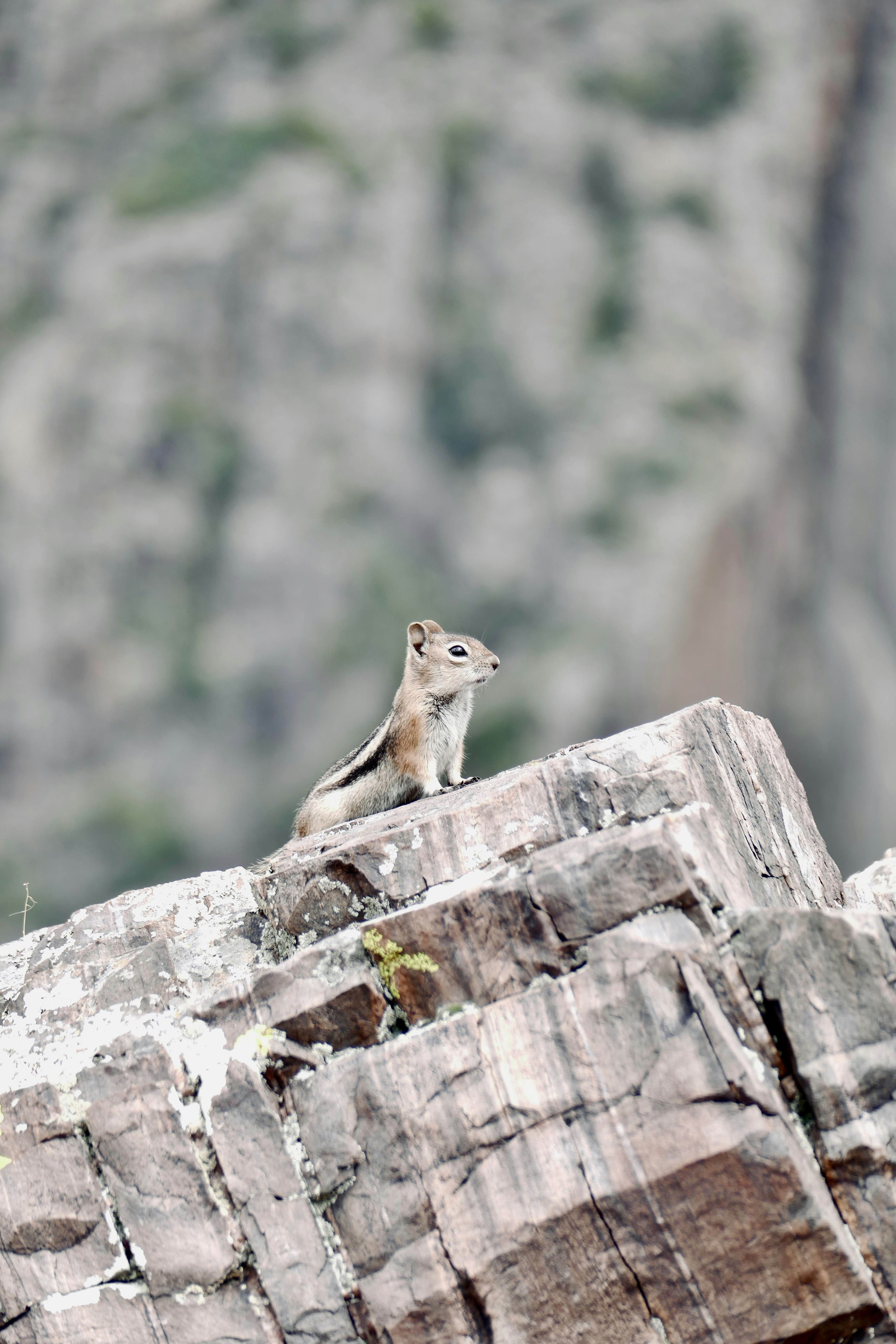 Granite Sentinel: Chipmunk Perched on Weathered Rock