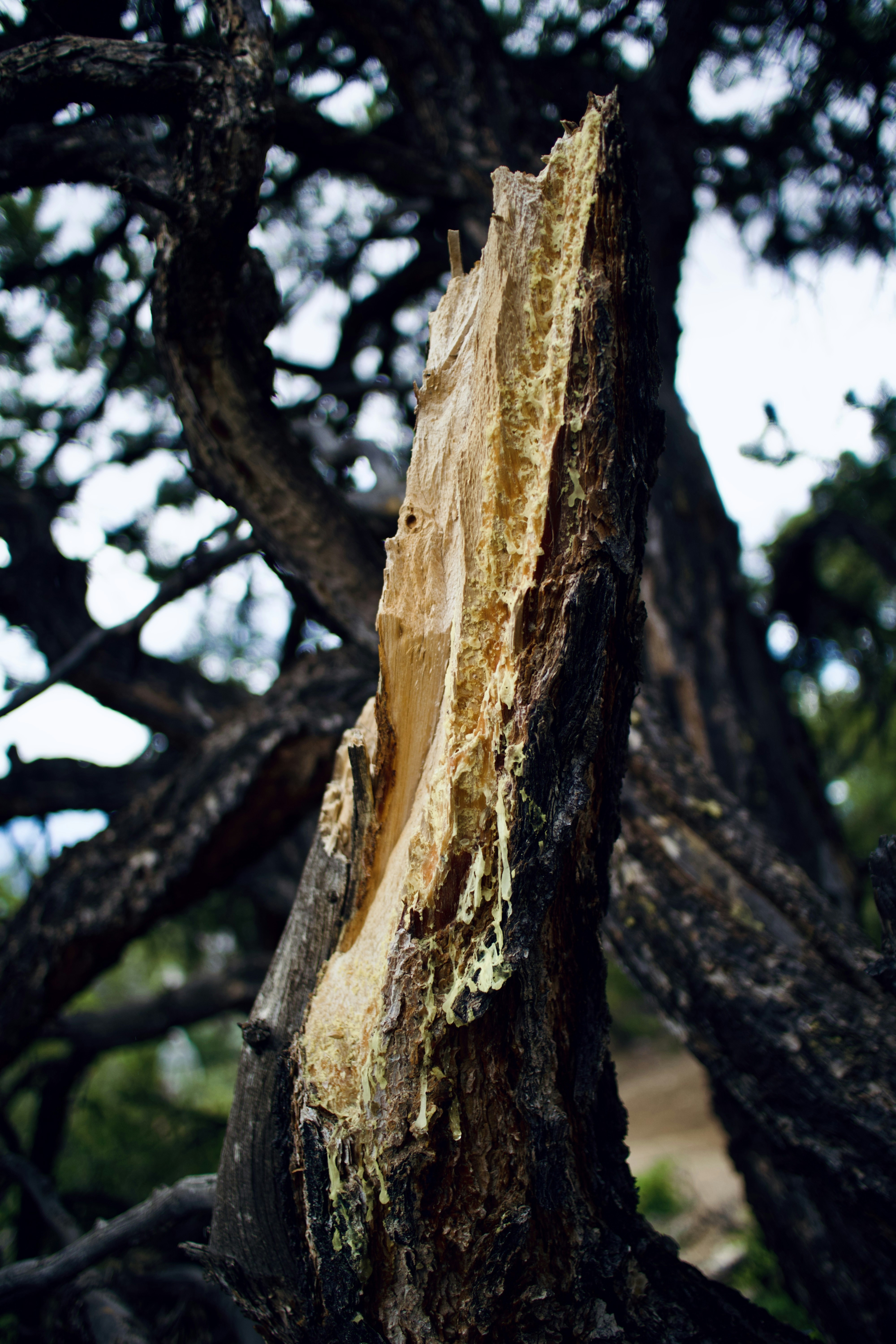 Split Bark, Lone Prism: Central Timber in Focus