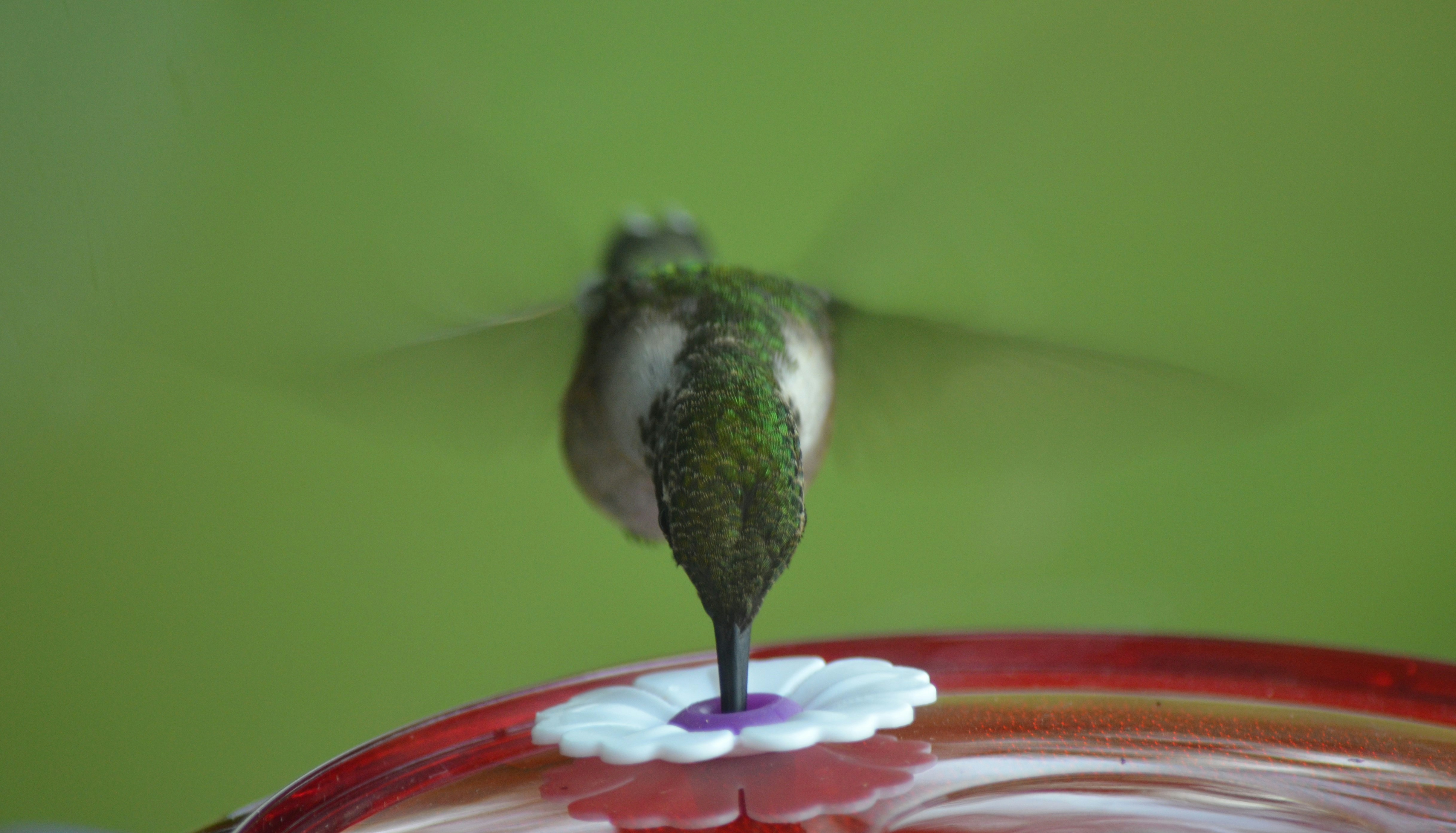 Nectar Accord at the Red Feeder