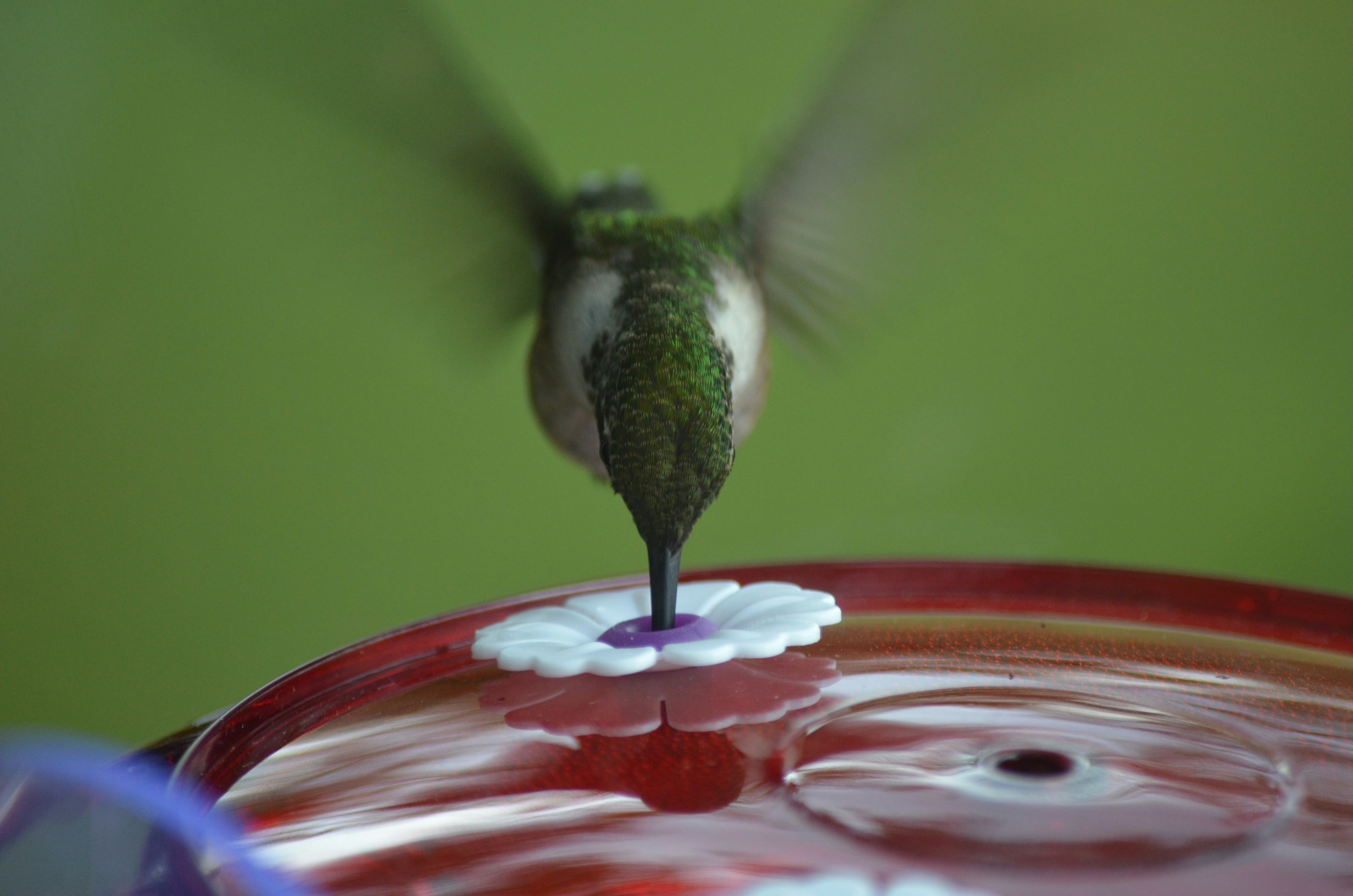 Hovering Hummer at the Nectar Rim: A Macro Moment