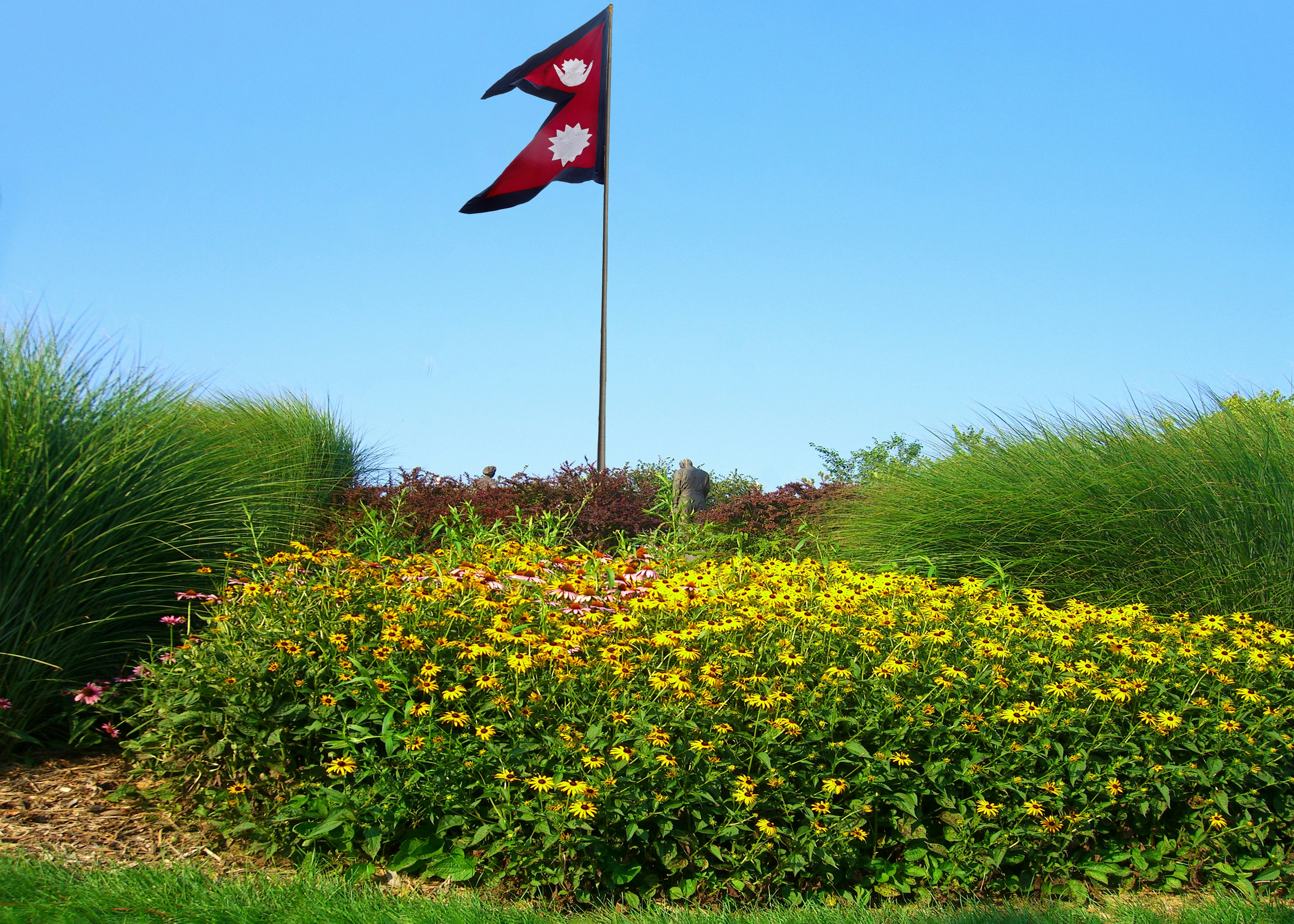 Flag on a Quiet Knoll Over a Sea of Yellow Blooms